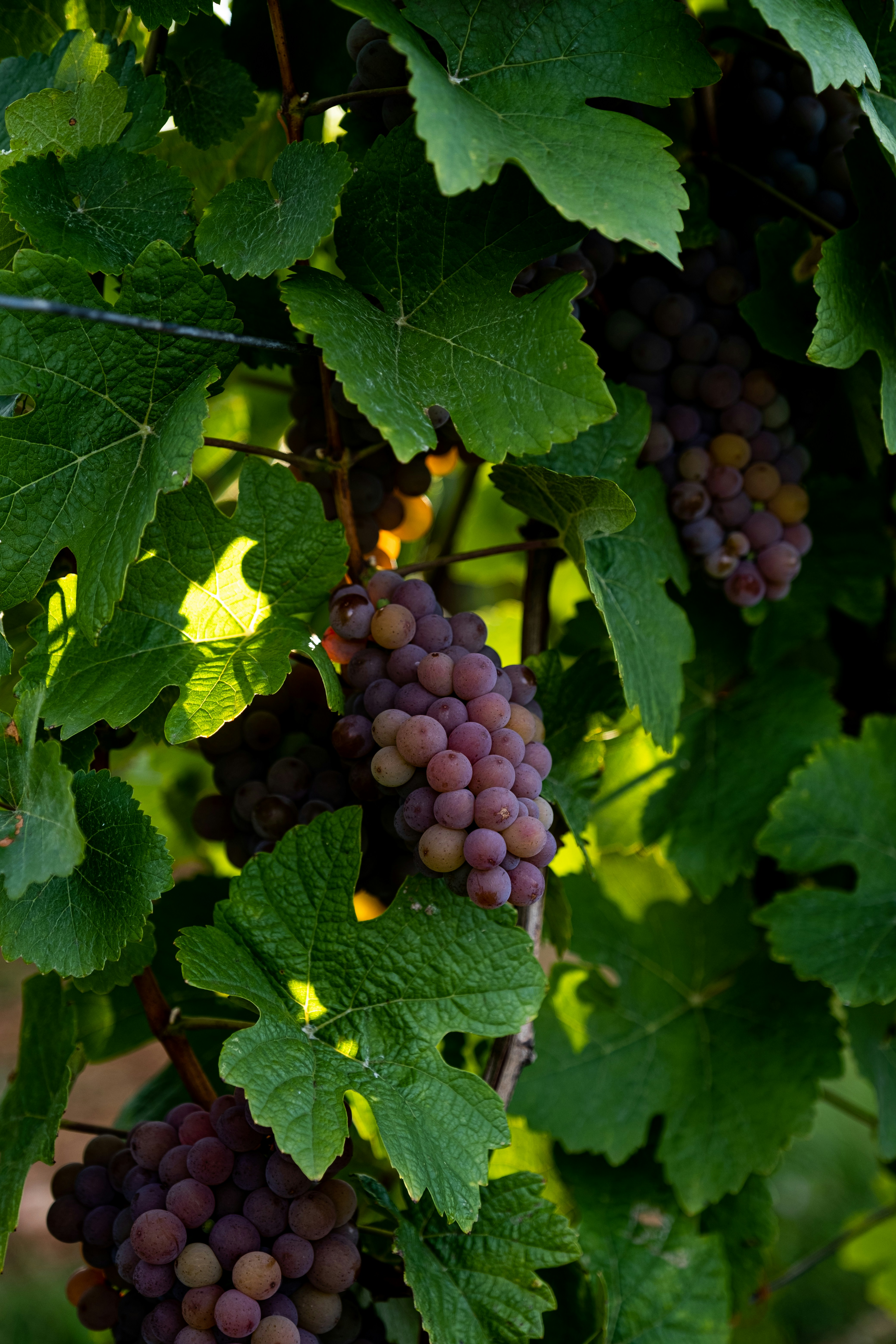 Grapes Nestled in Dappled Vineyard Light