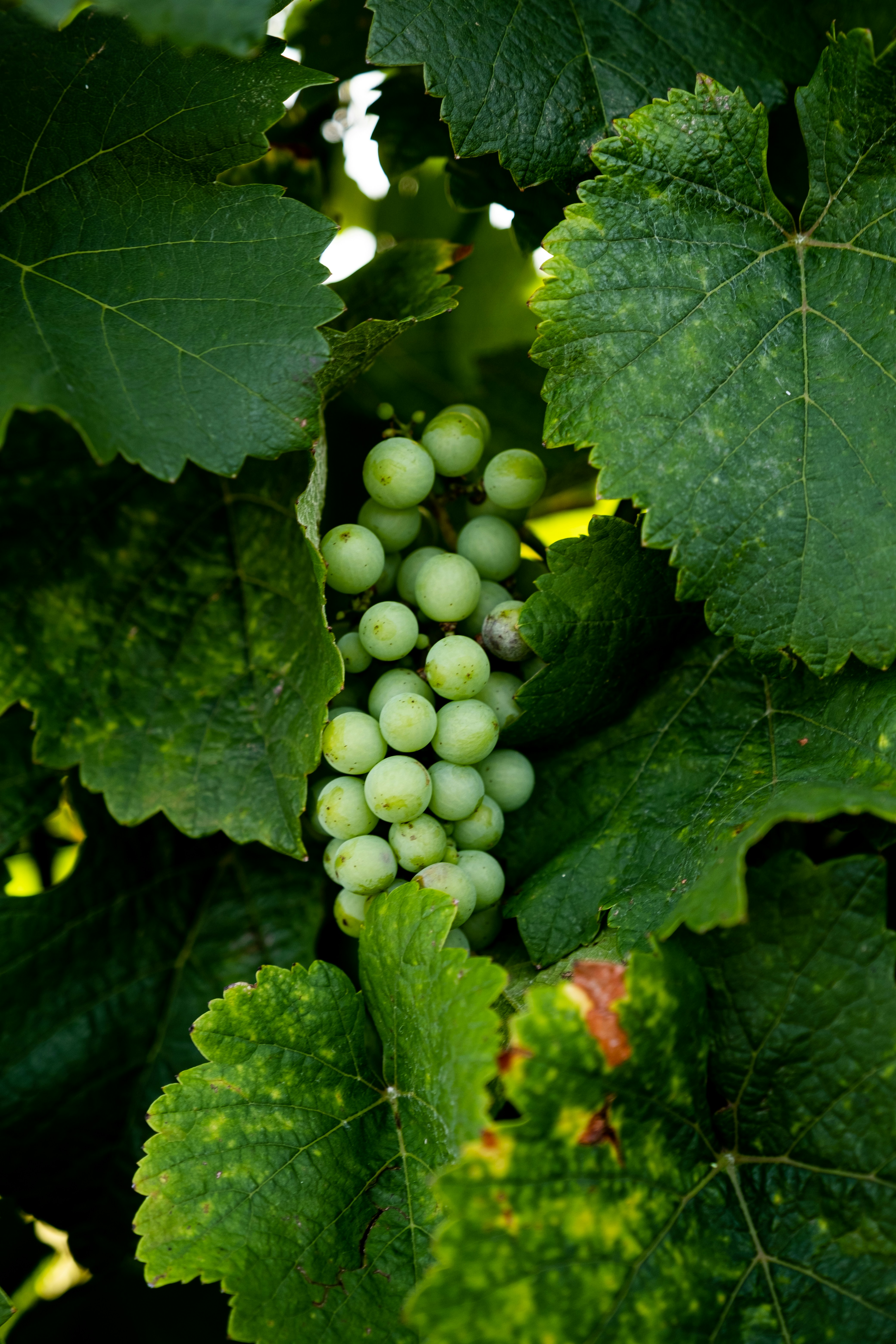 Emerging Vines: A Hidden Harvest
