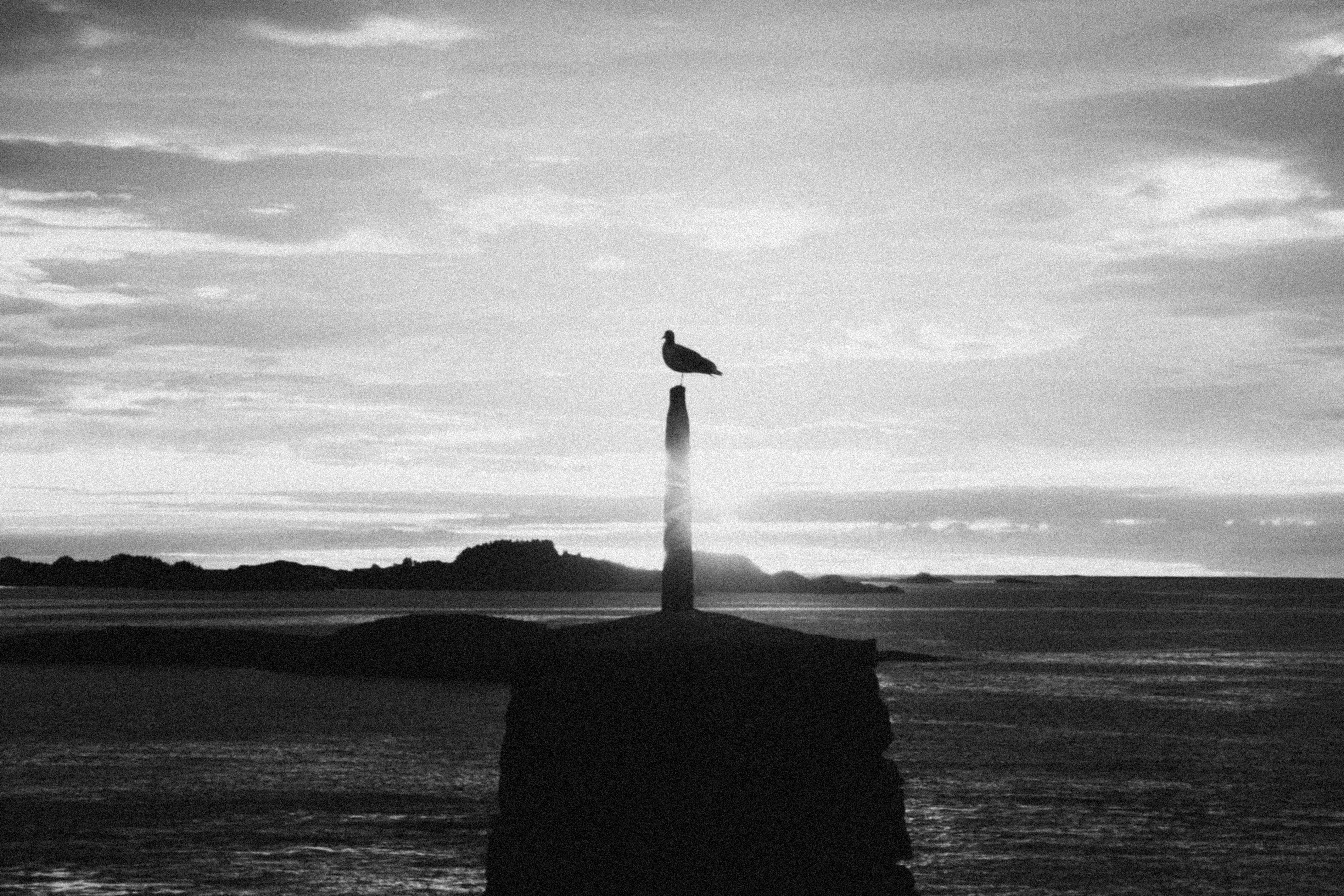 Sentinel of the Sea