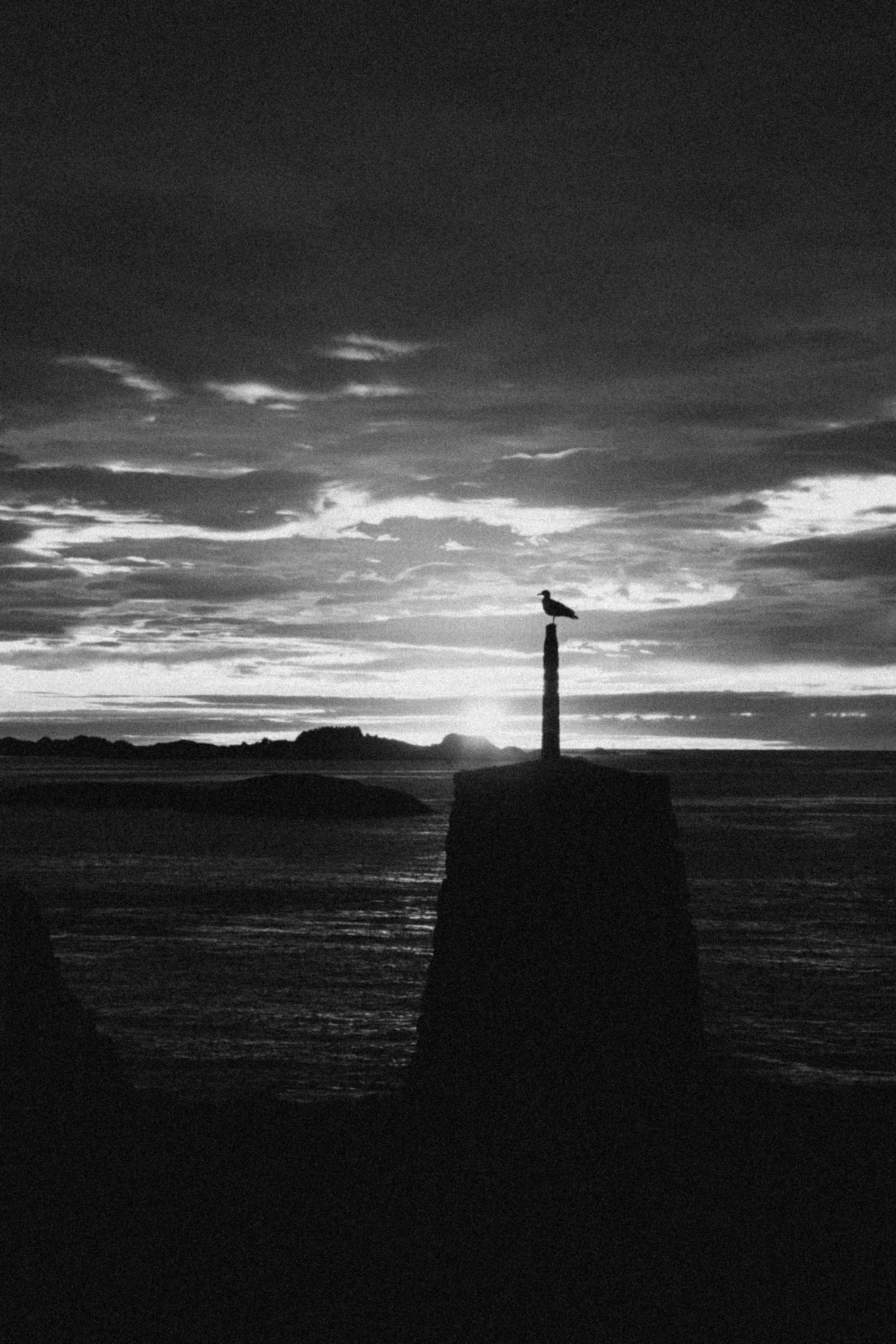 Gull on a Sea Pillar at Dusk: A Quiet Mono Seascape