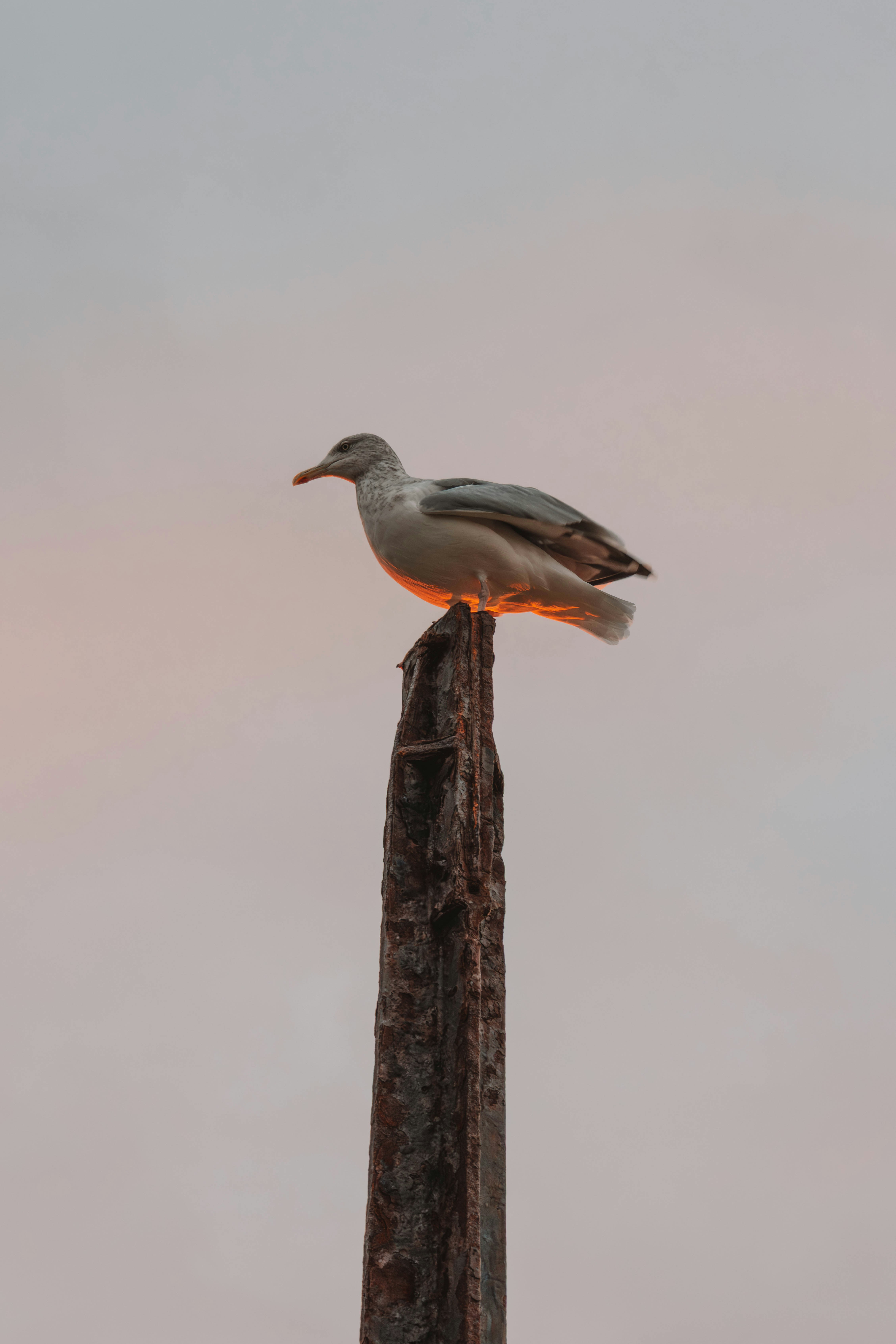 Seagull perched on a weathered wooden post at sunset.
