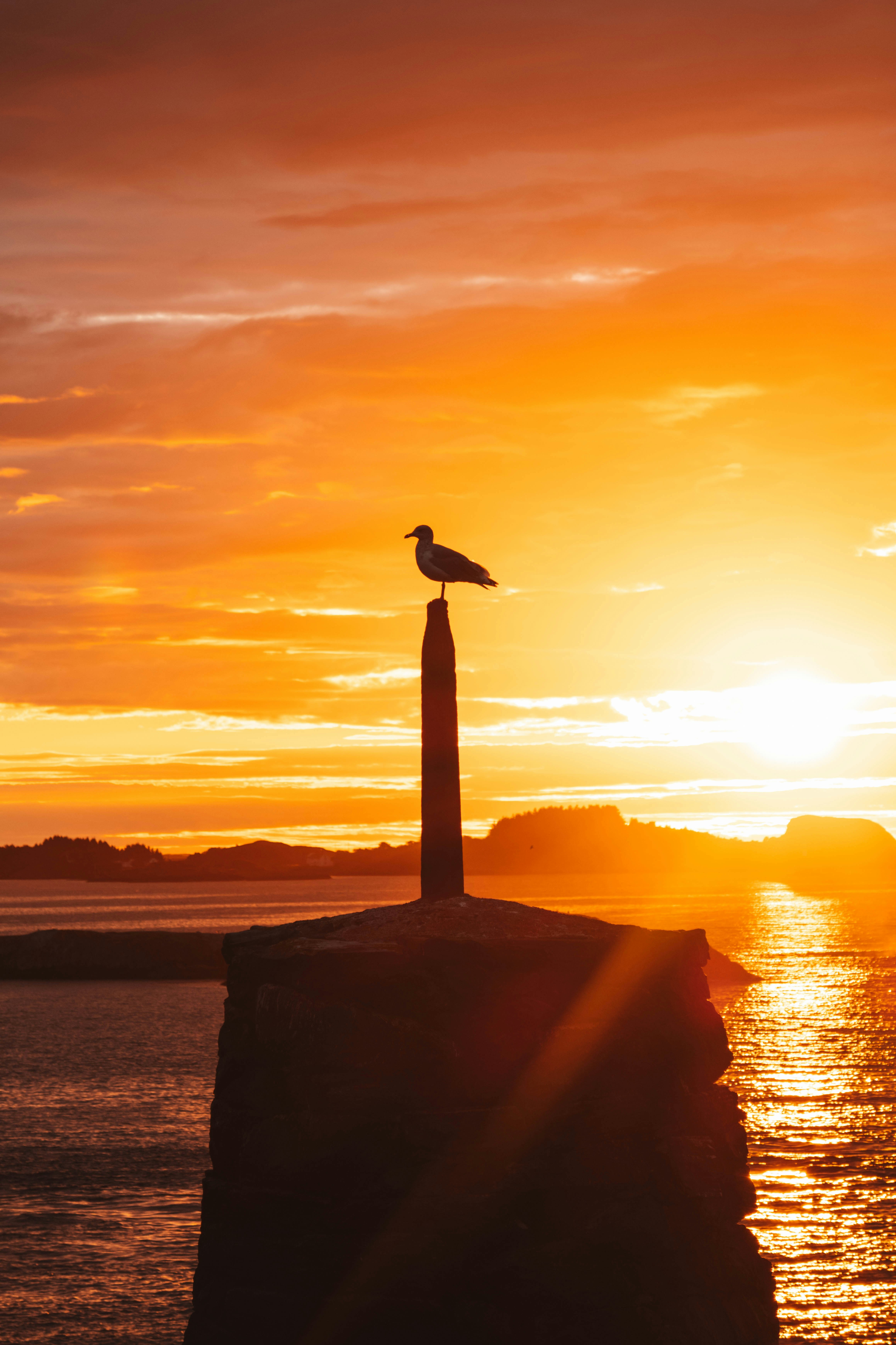 Seagull perched on post at sunset over ocean