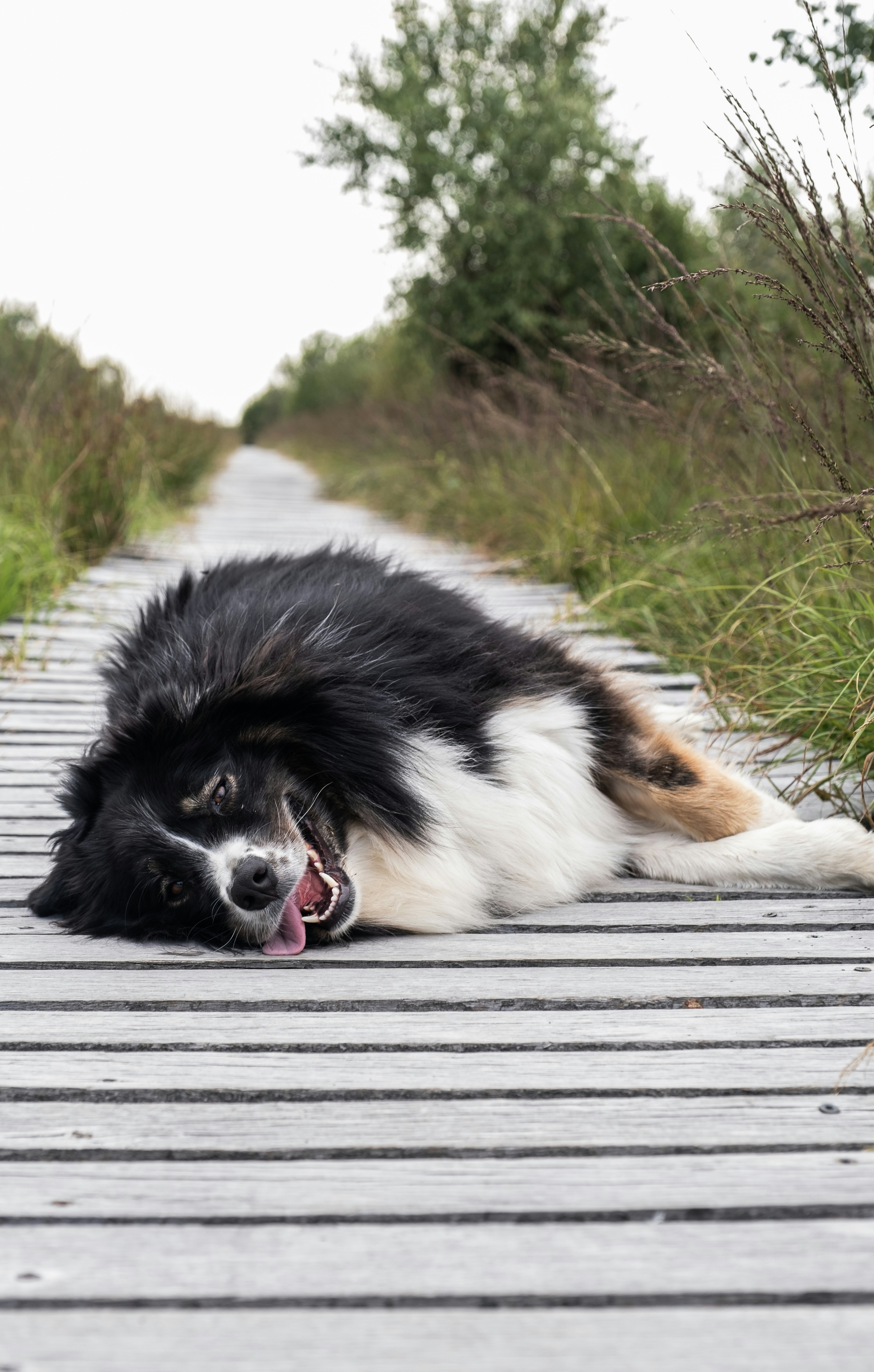 A black and white dog lying comfortably on a wooden boardwalk surrounded by tall grass. The scene captures a tranquil moment in nature.