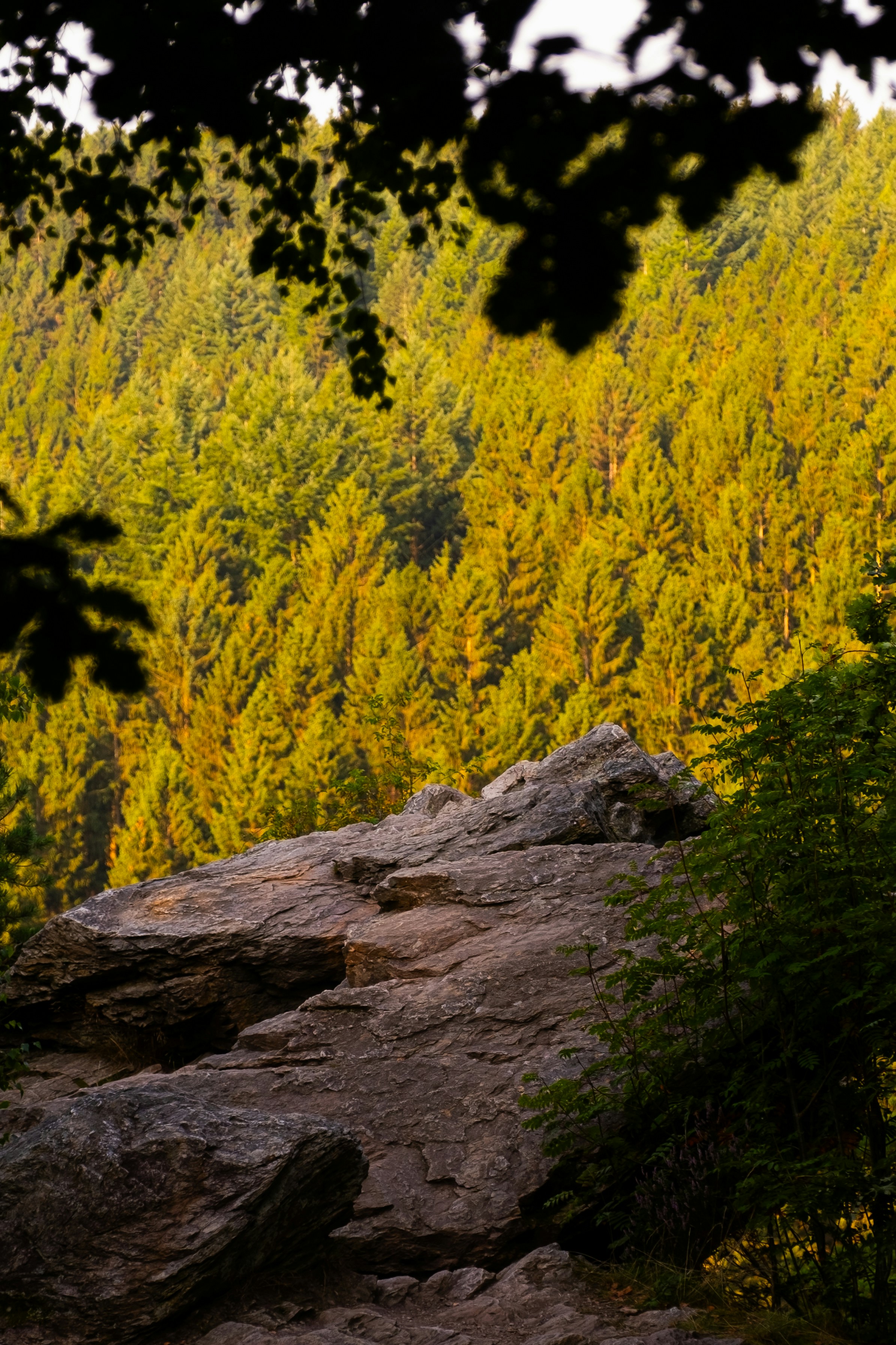 Nature's Resilient Palette