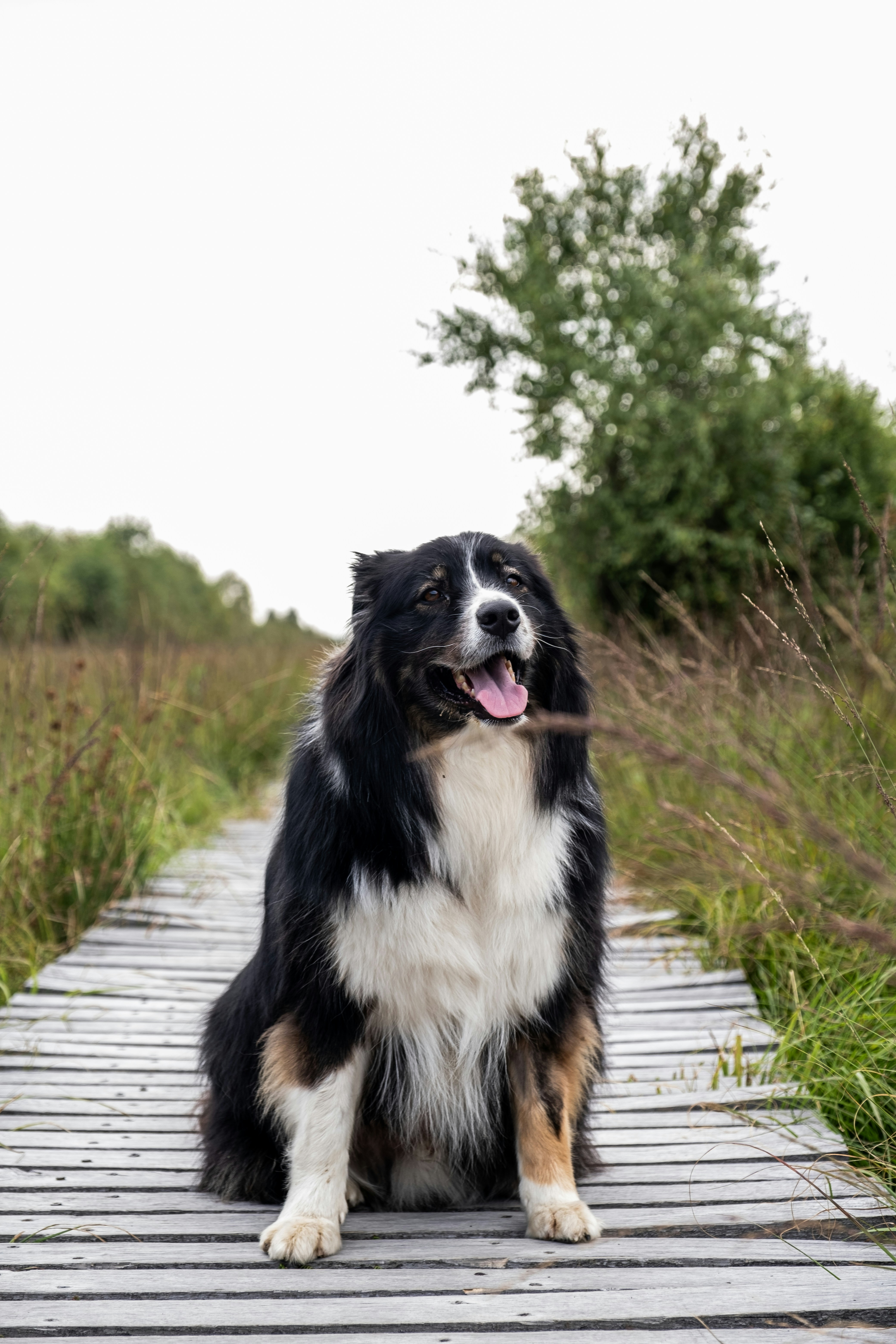 A Canine Companion on the Woodland Trail