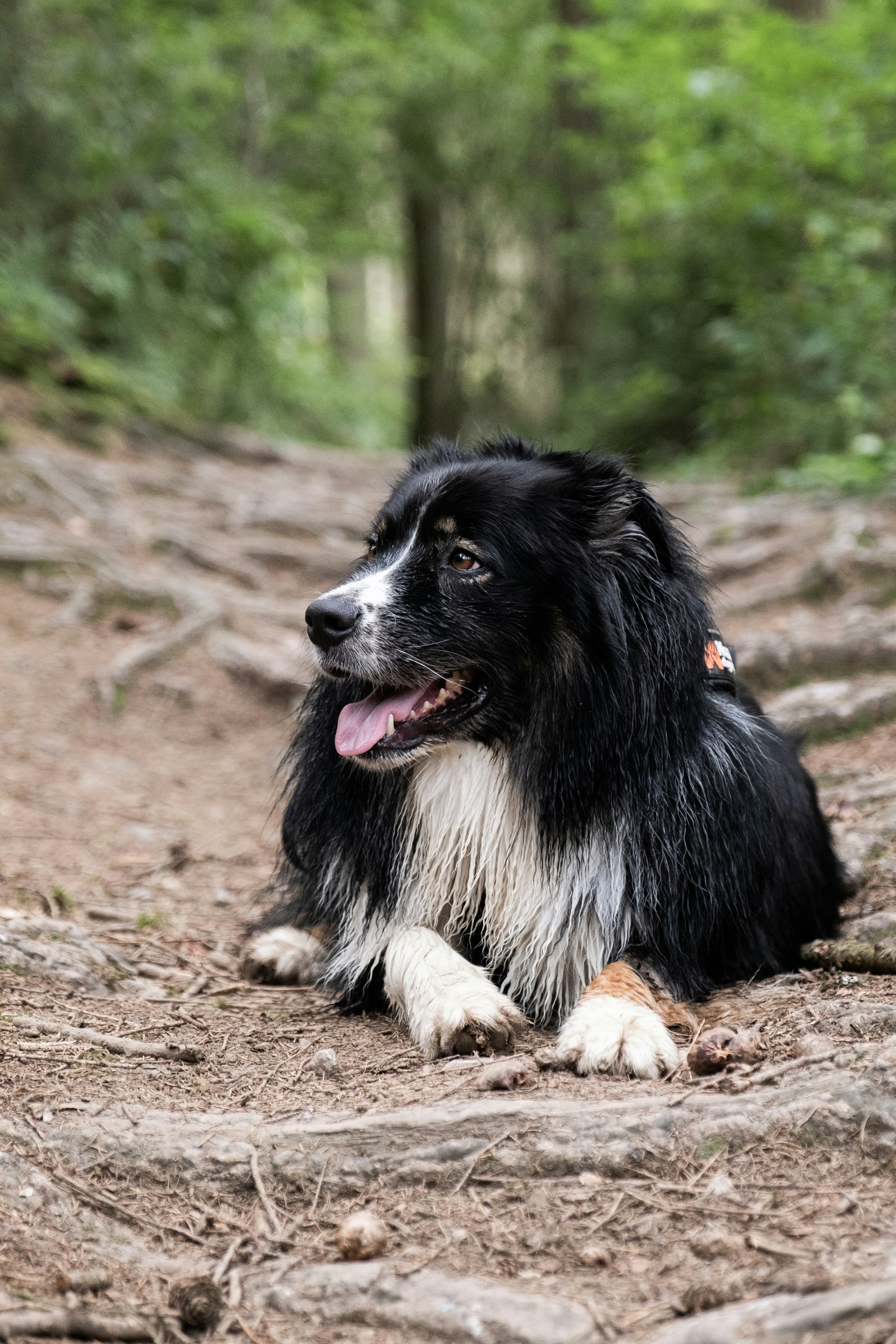 A Canine Companion Amidst Nature's Embrace