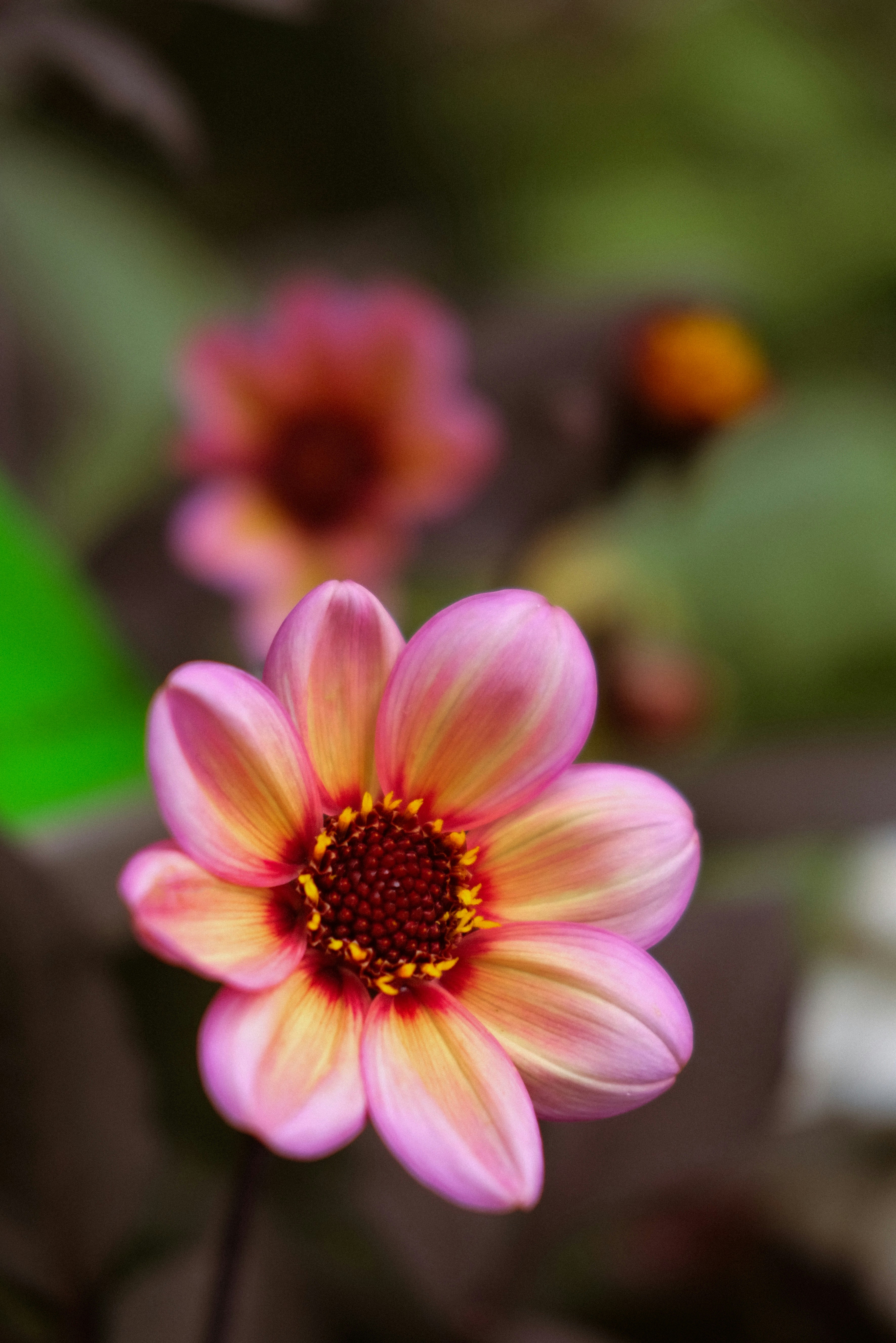 Fleur de dahlia rose et jaune en flou artistique. photo – Image ...