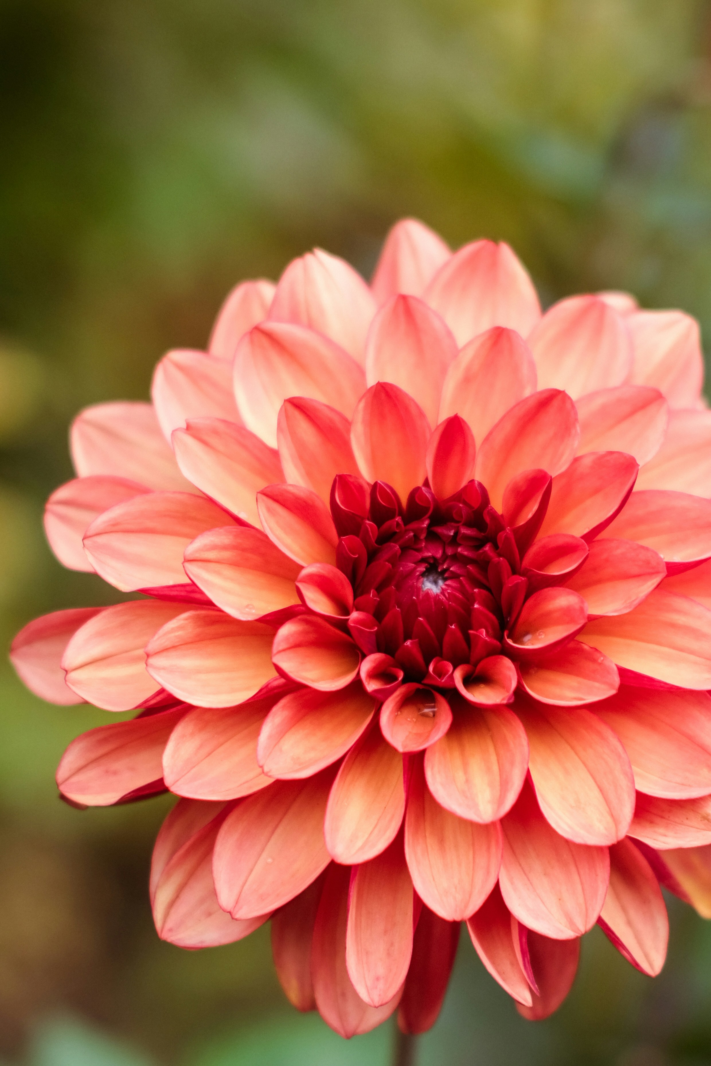 Vibrant dahlia bloom showcasing layers of orange and pink petals against a soft green background.