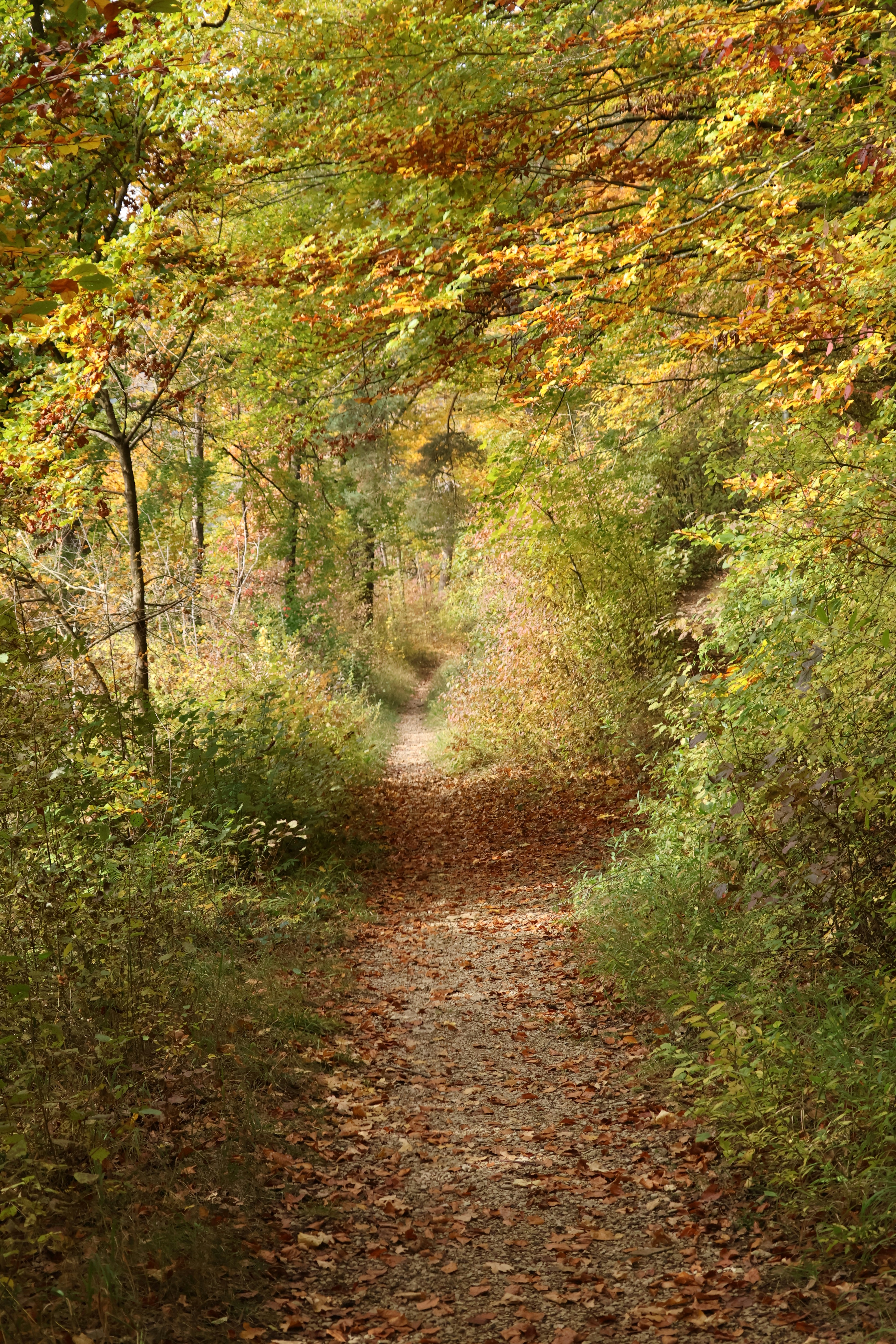 A dirt path winds through an autumn forest.