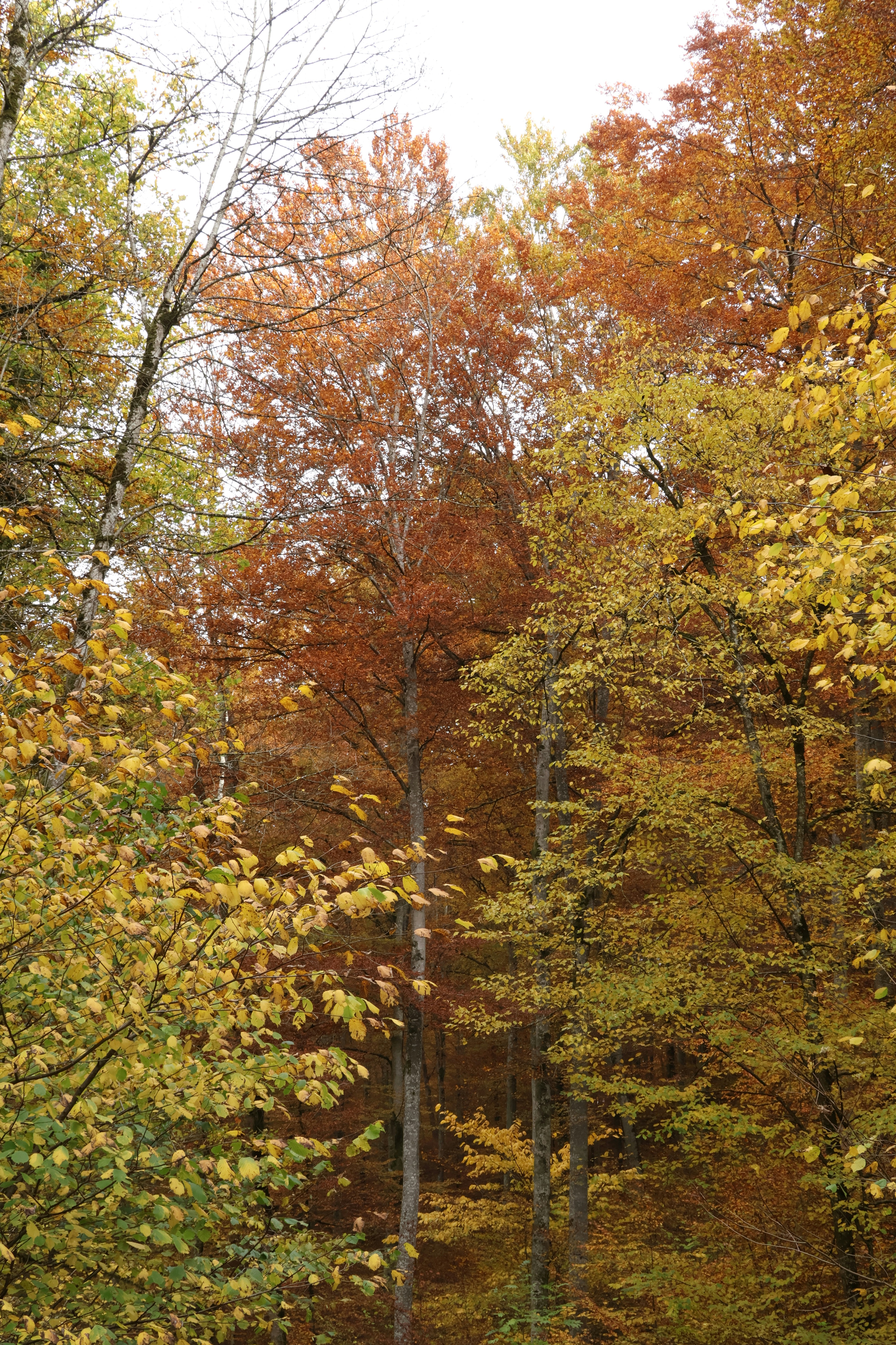 Vibrant autumn foliage in a tranquil forest, showcasing a mix of golden and fiery red leaves. The scene captures the essence of fall's transformation.