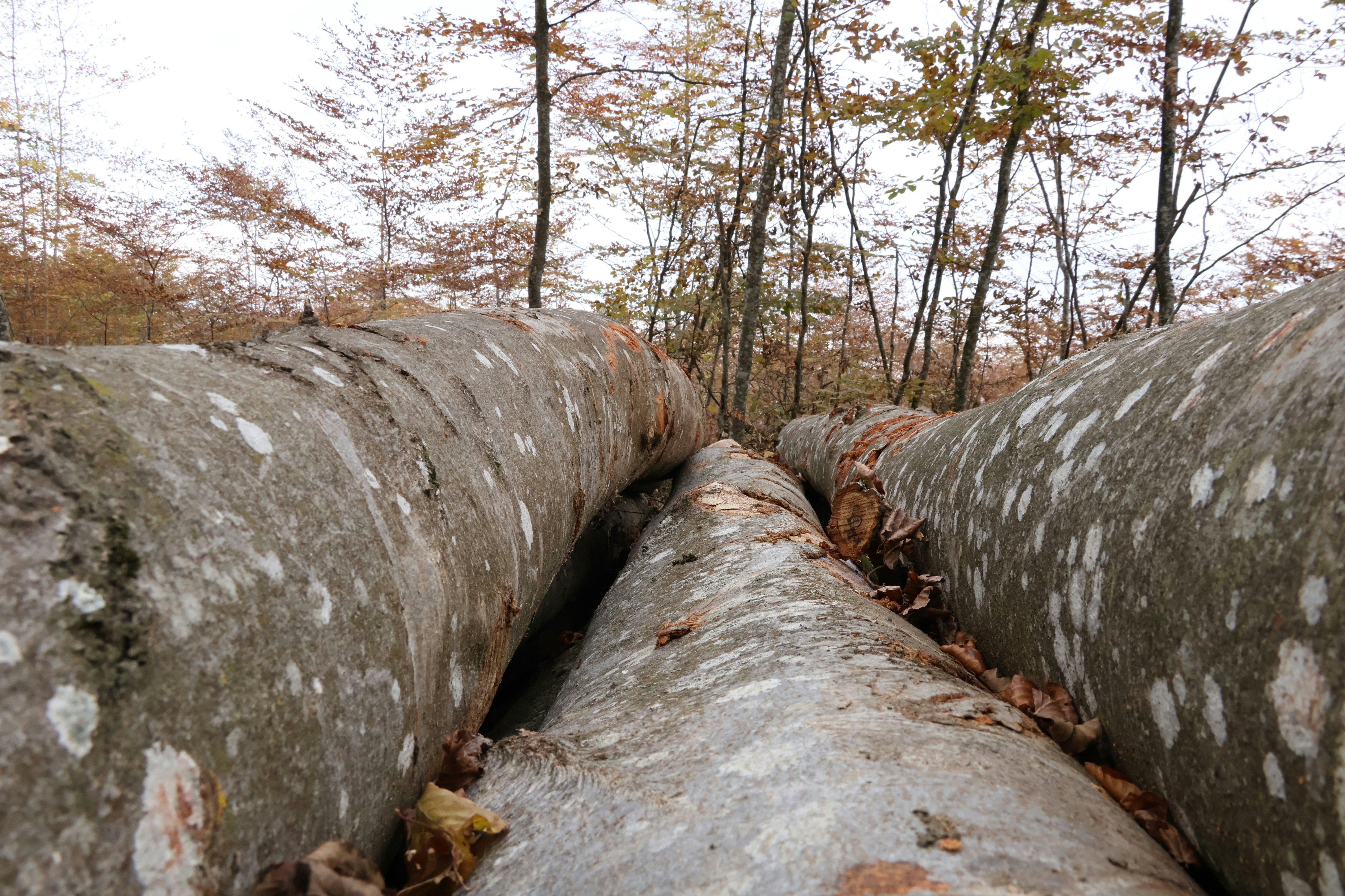 Fallen logs in a forest with autumn trees