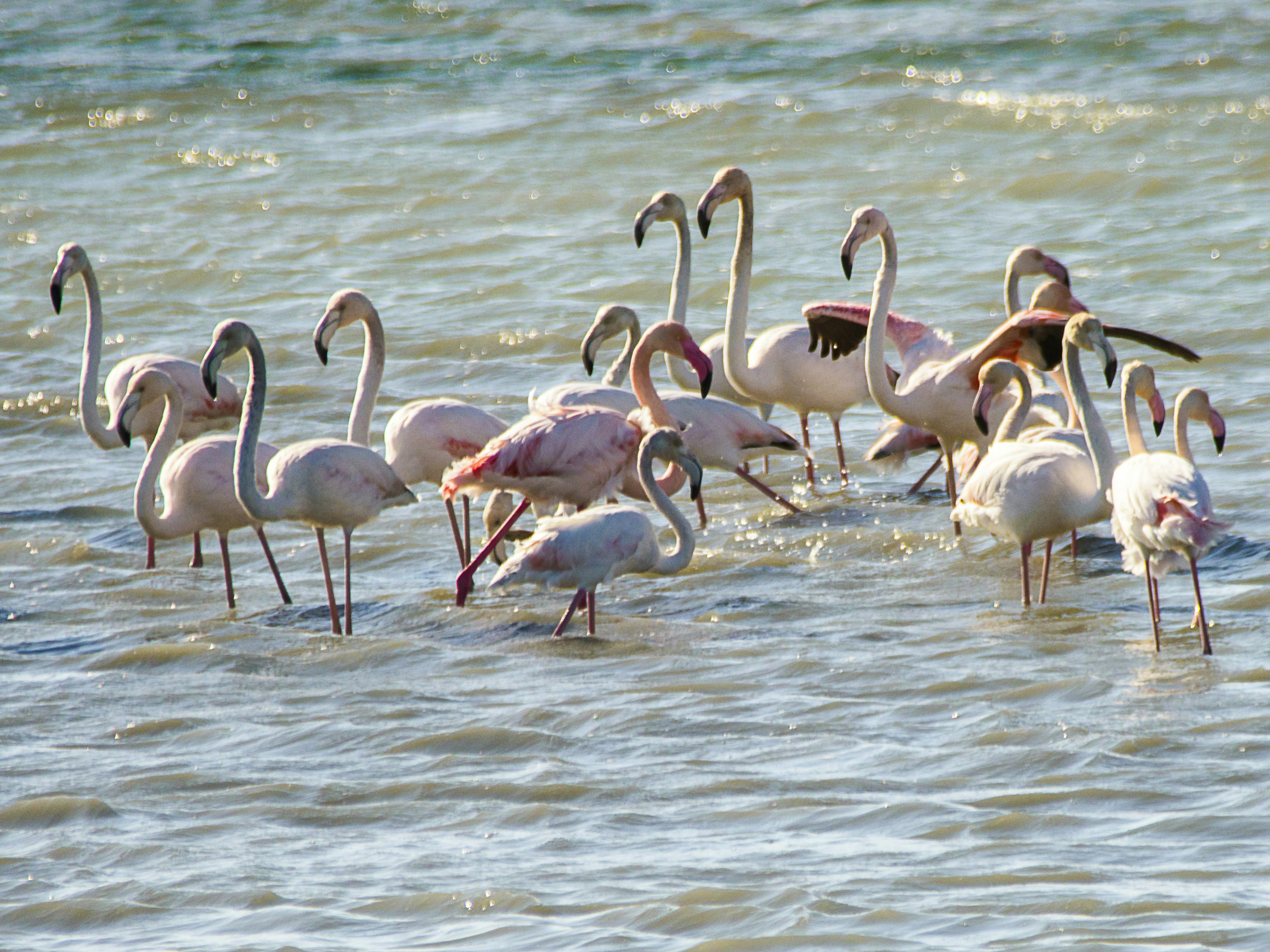OLYMPUS DIGITAL CAMERA | A flock of pink flamingos wading in shallow water