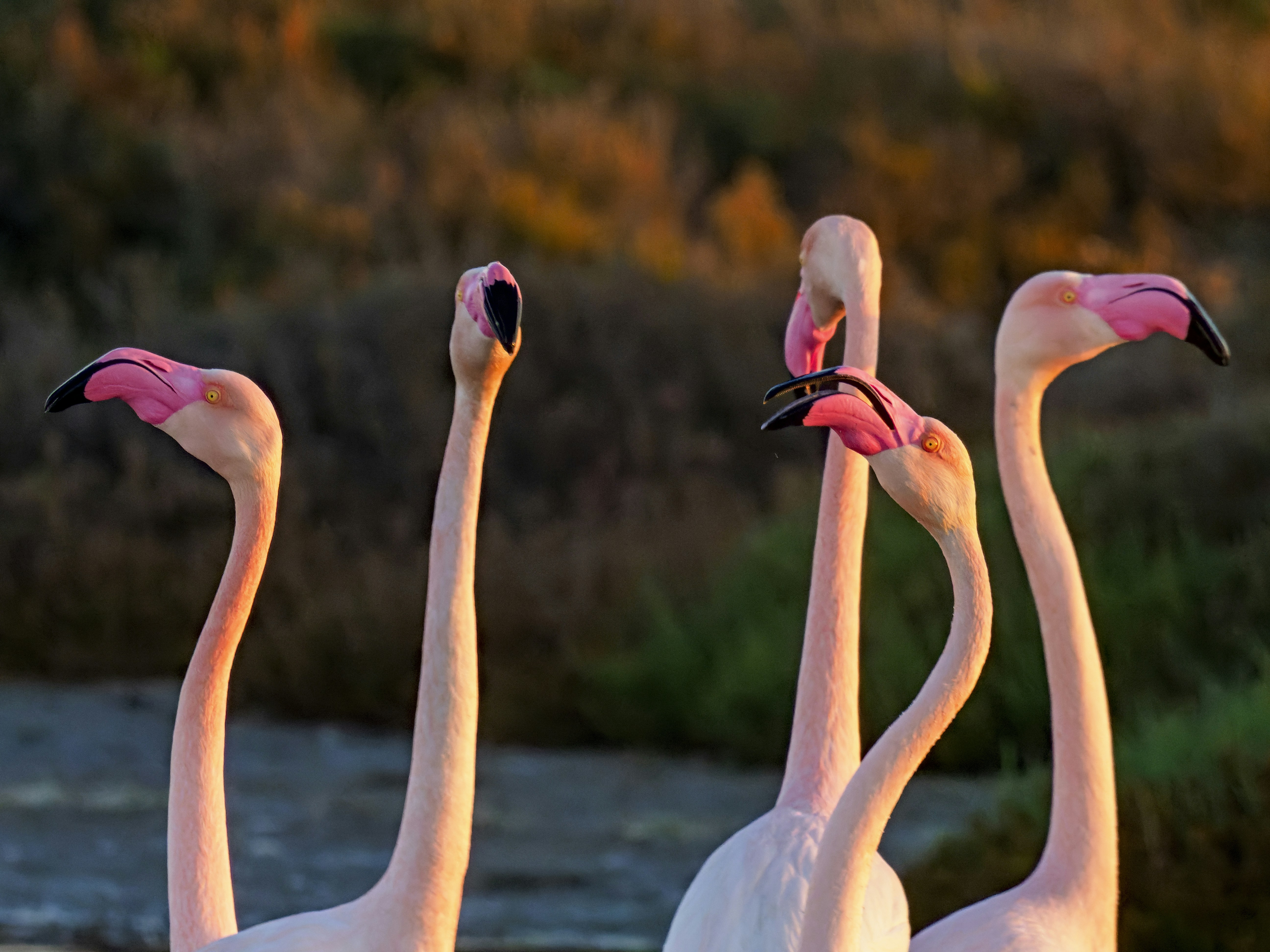 OLYMPUS DIGITAL CAMERA | Four flamingos with long necks in shallow water.