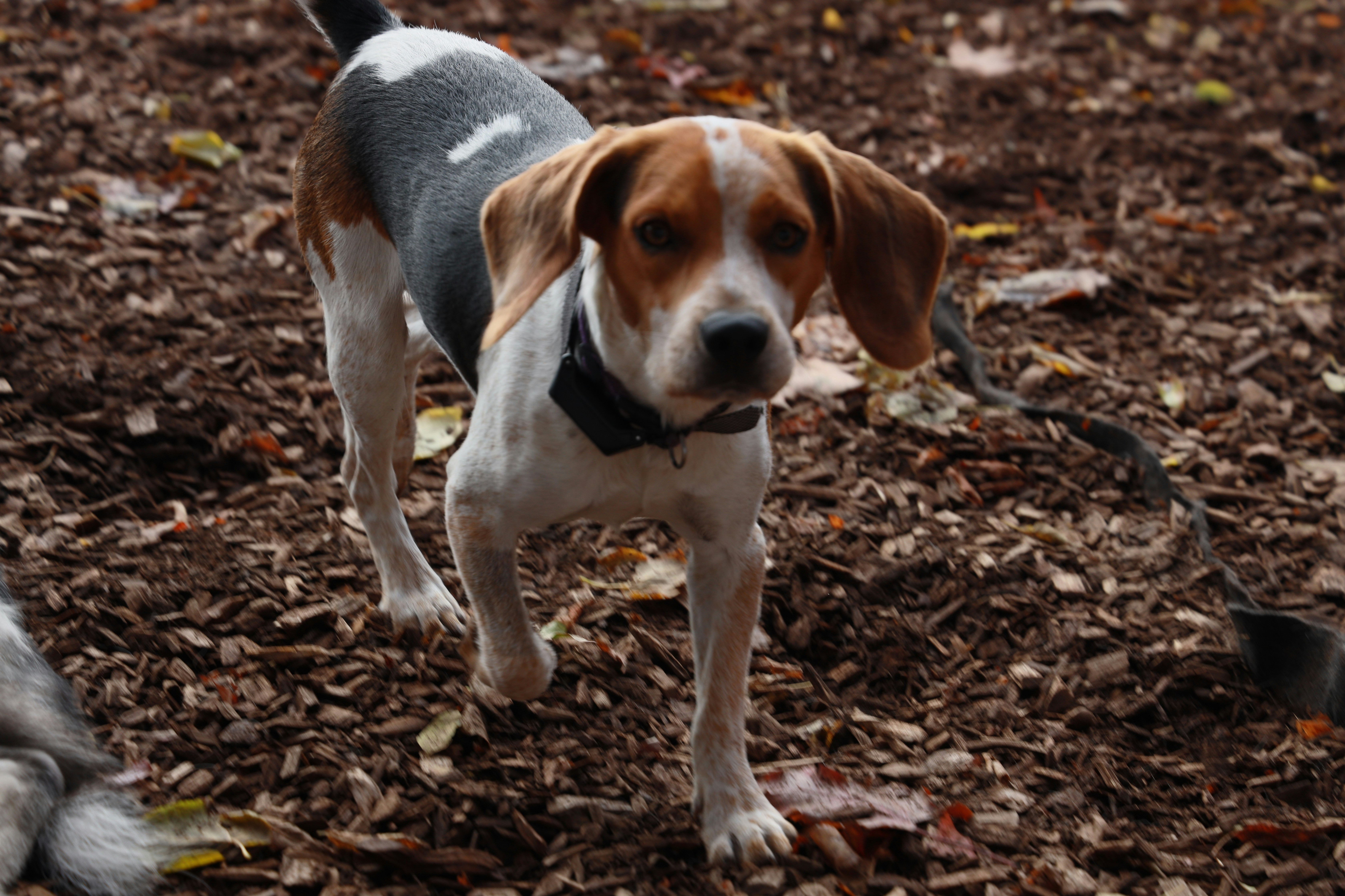 A tri-colored beagle stands on a forest floor.