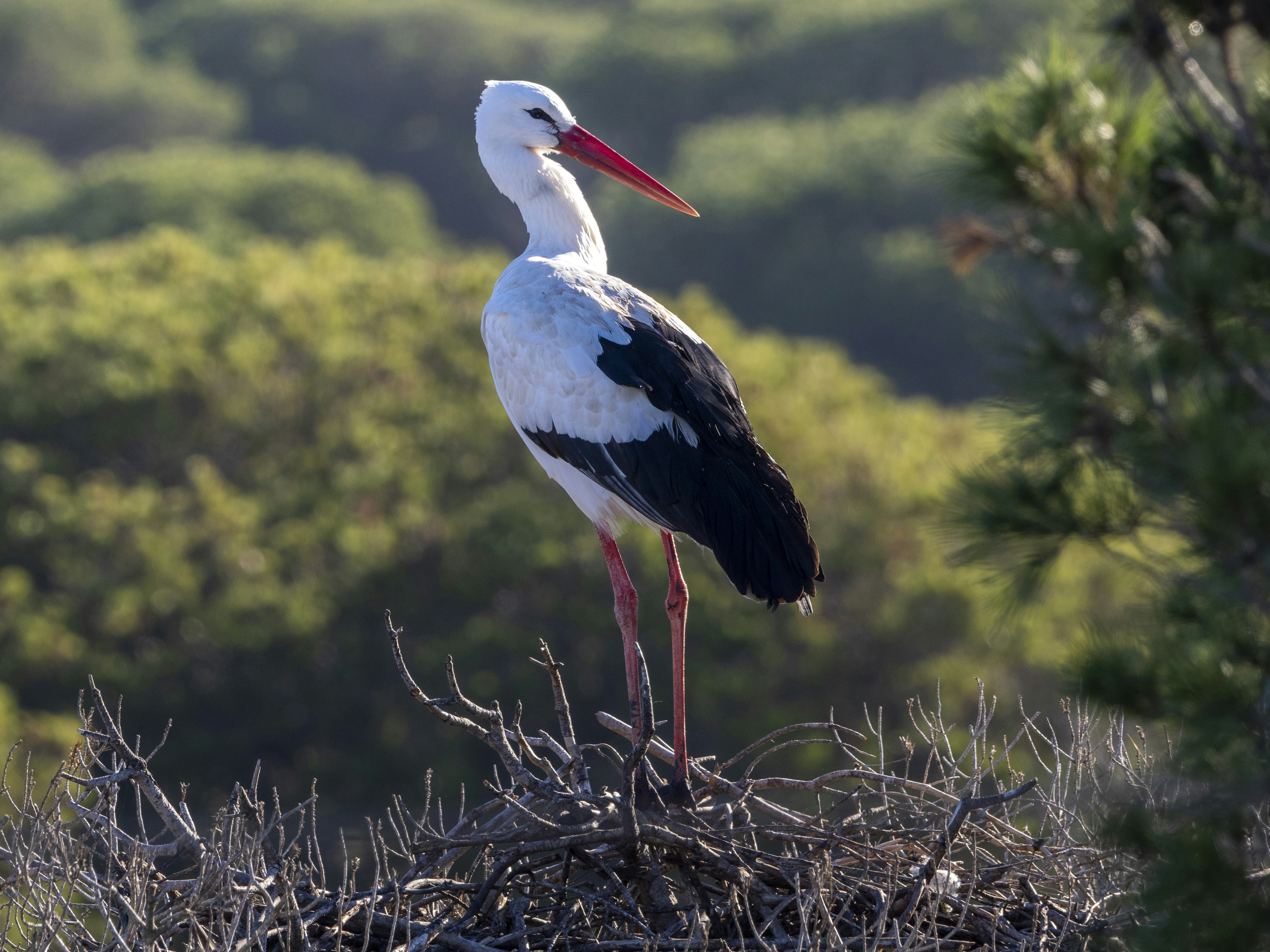 A white stork stands tall in its nest.