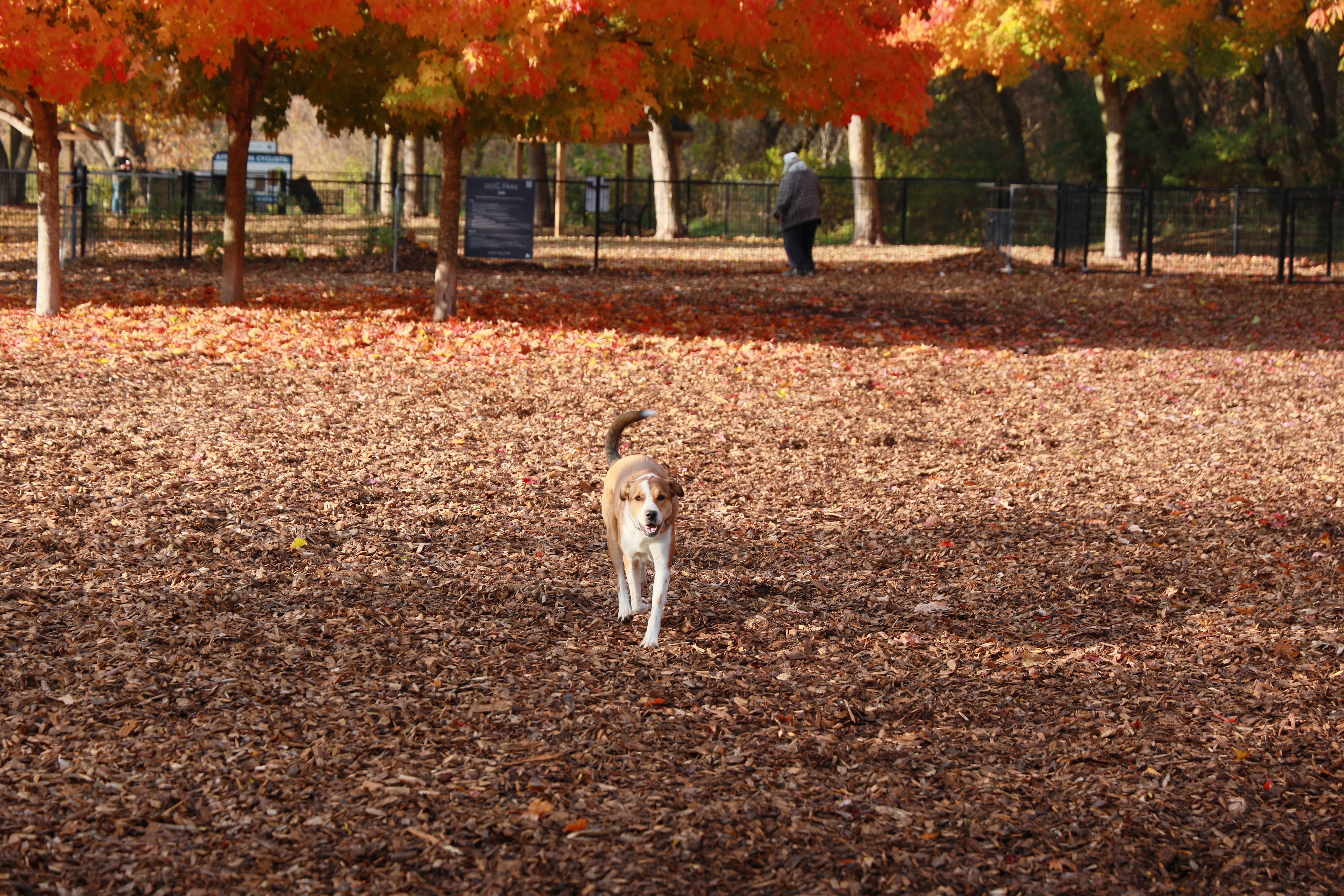 A dog runs through fallen autumn leaves in a park.