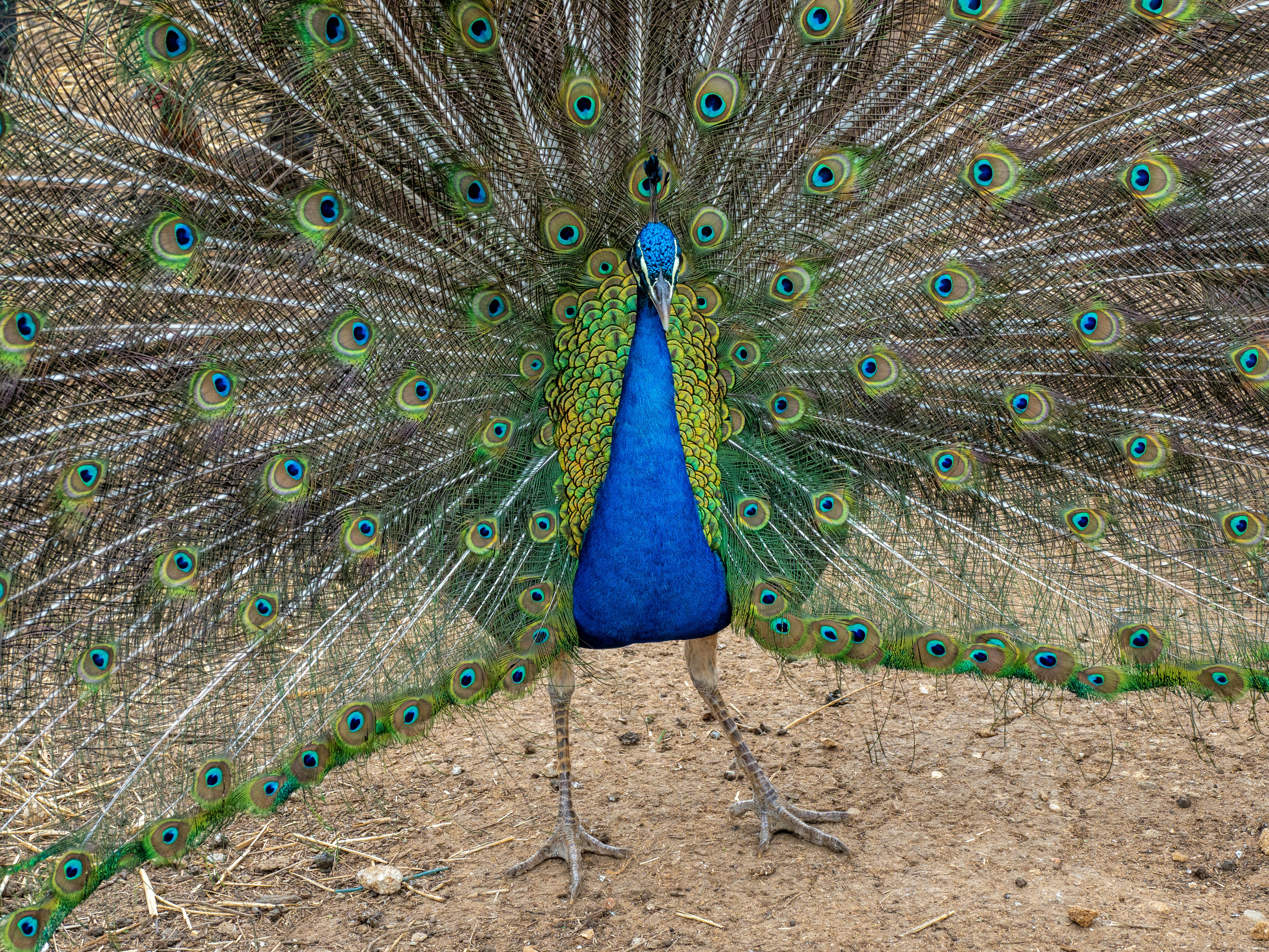 Peacock Spotlight: Royal Blue Crest Amid a Curtain of Eyes