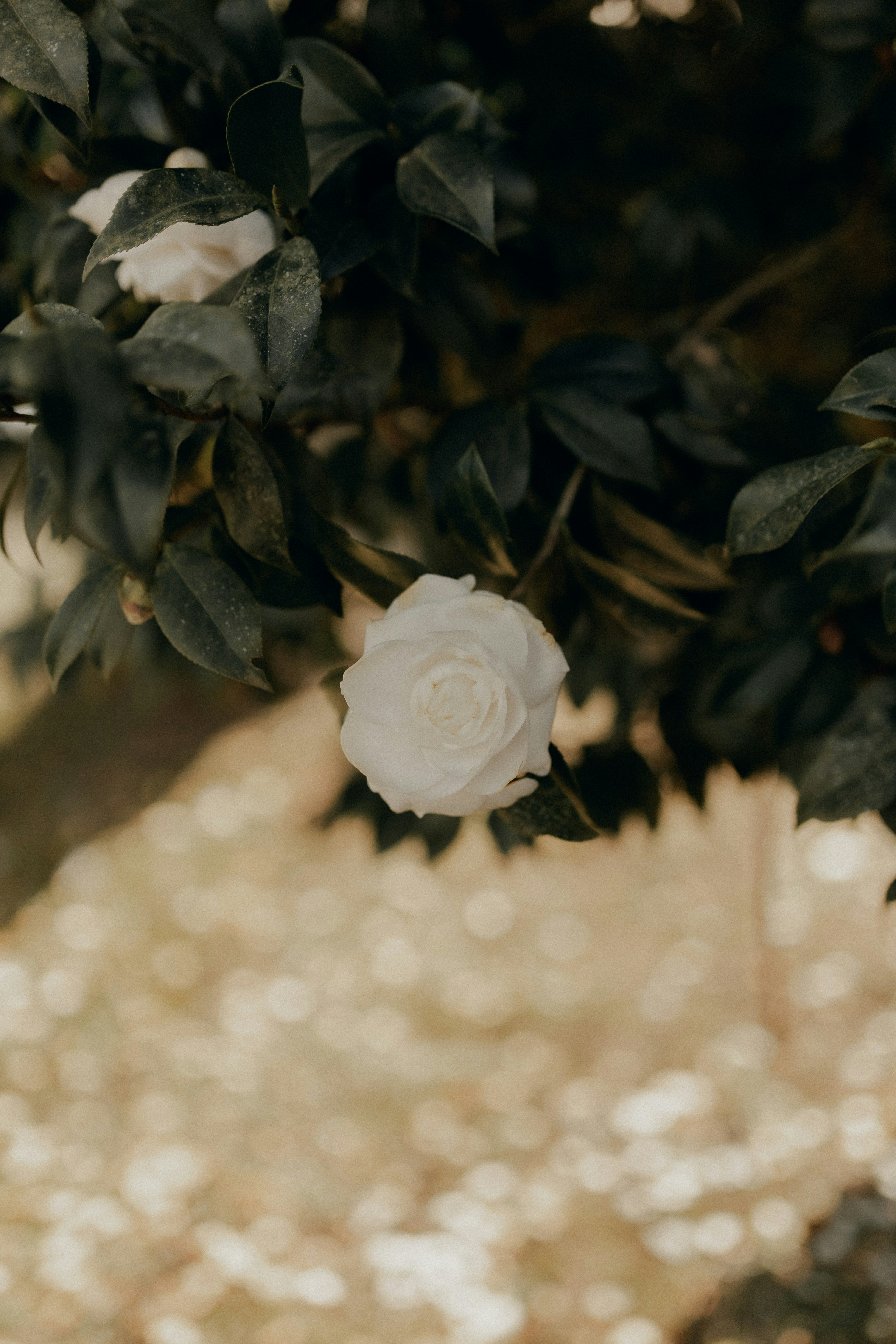 Whispers of Elegance: A Bloom Among Shadows