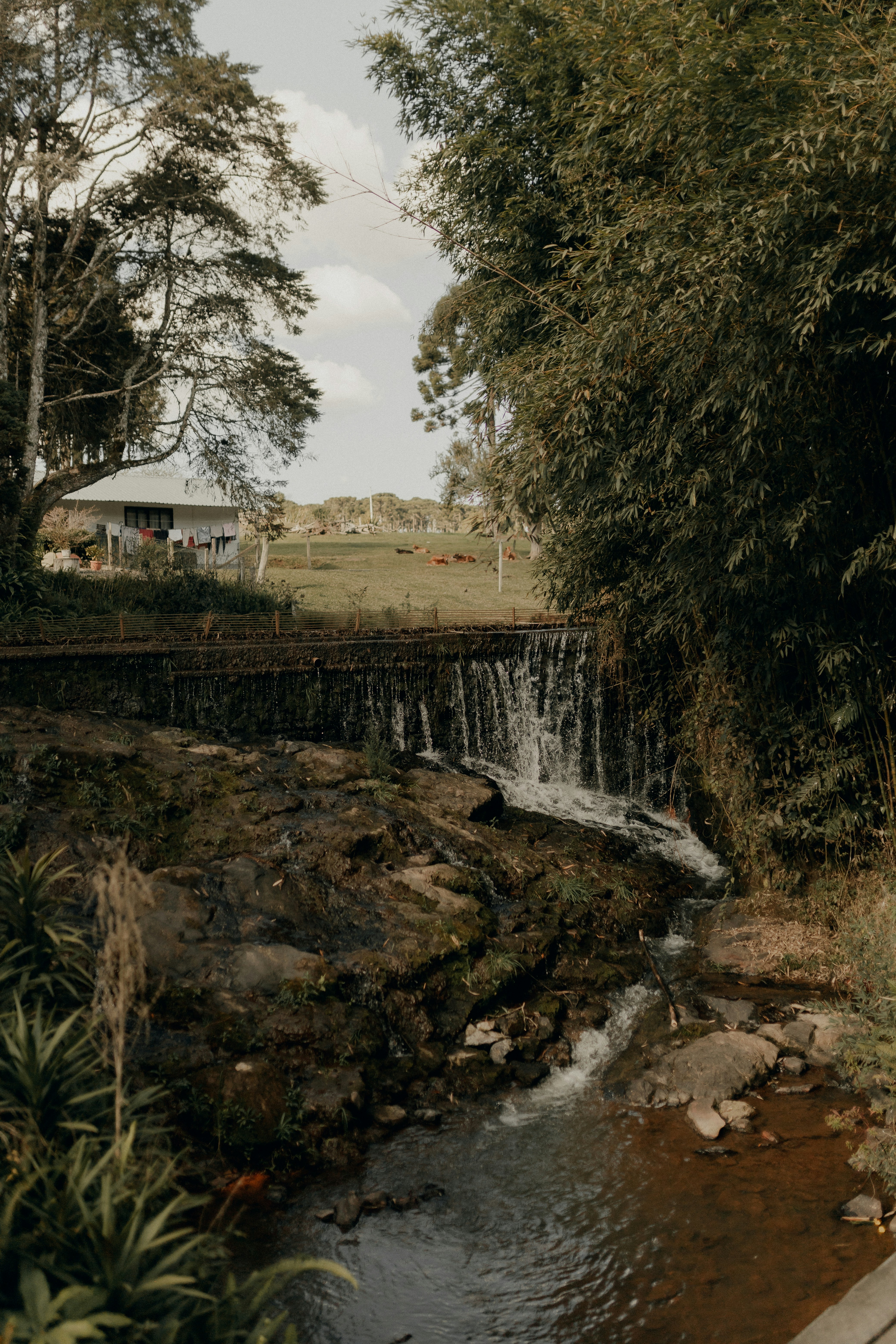 Whispers of Nature: A Tranquil Streamside Retreat