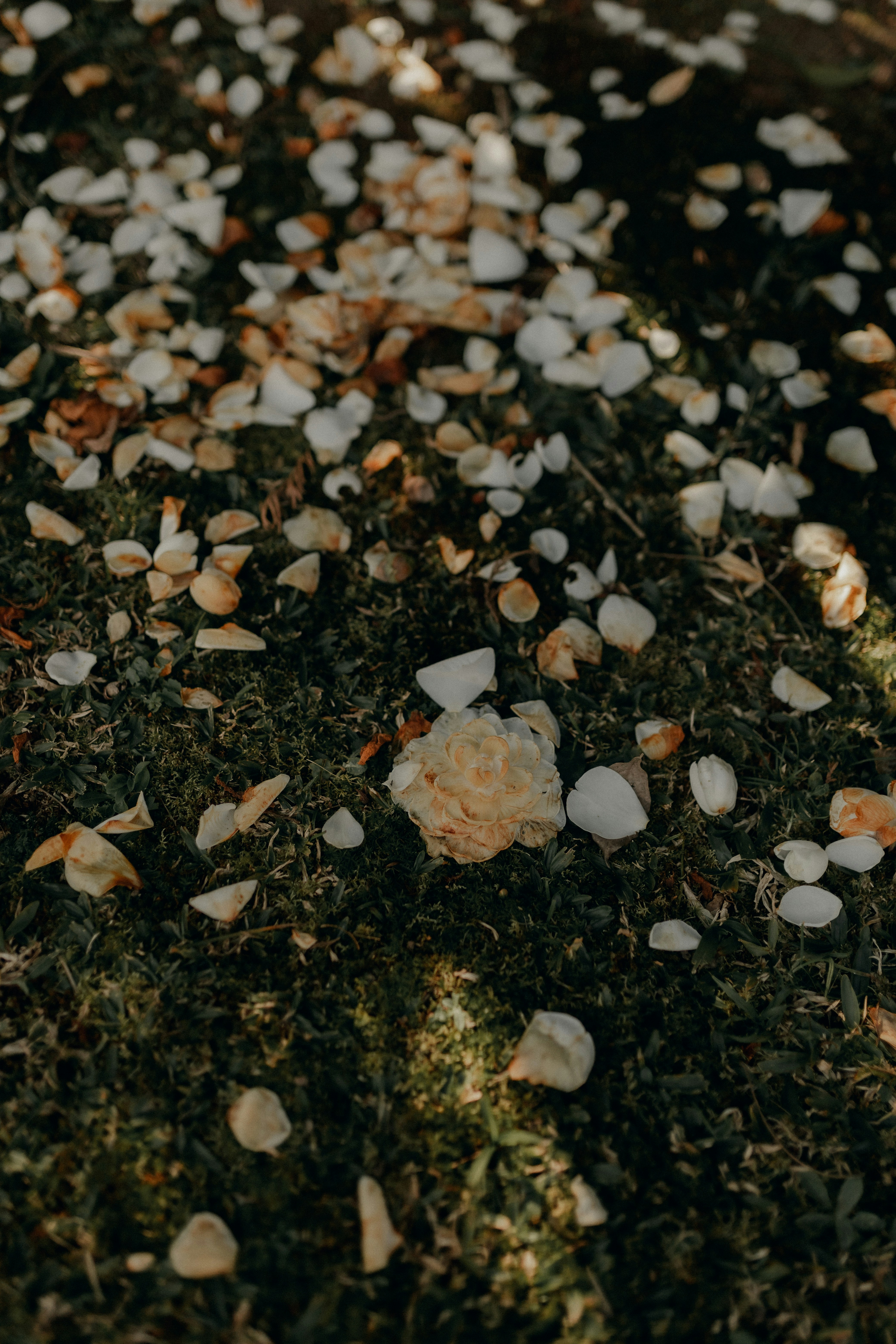 Fallen flower petals scattered on green grass