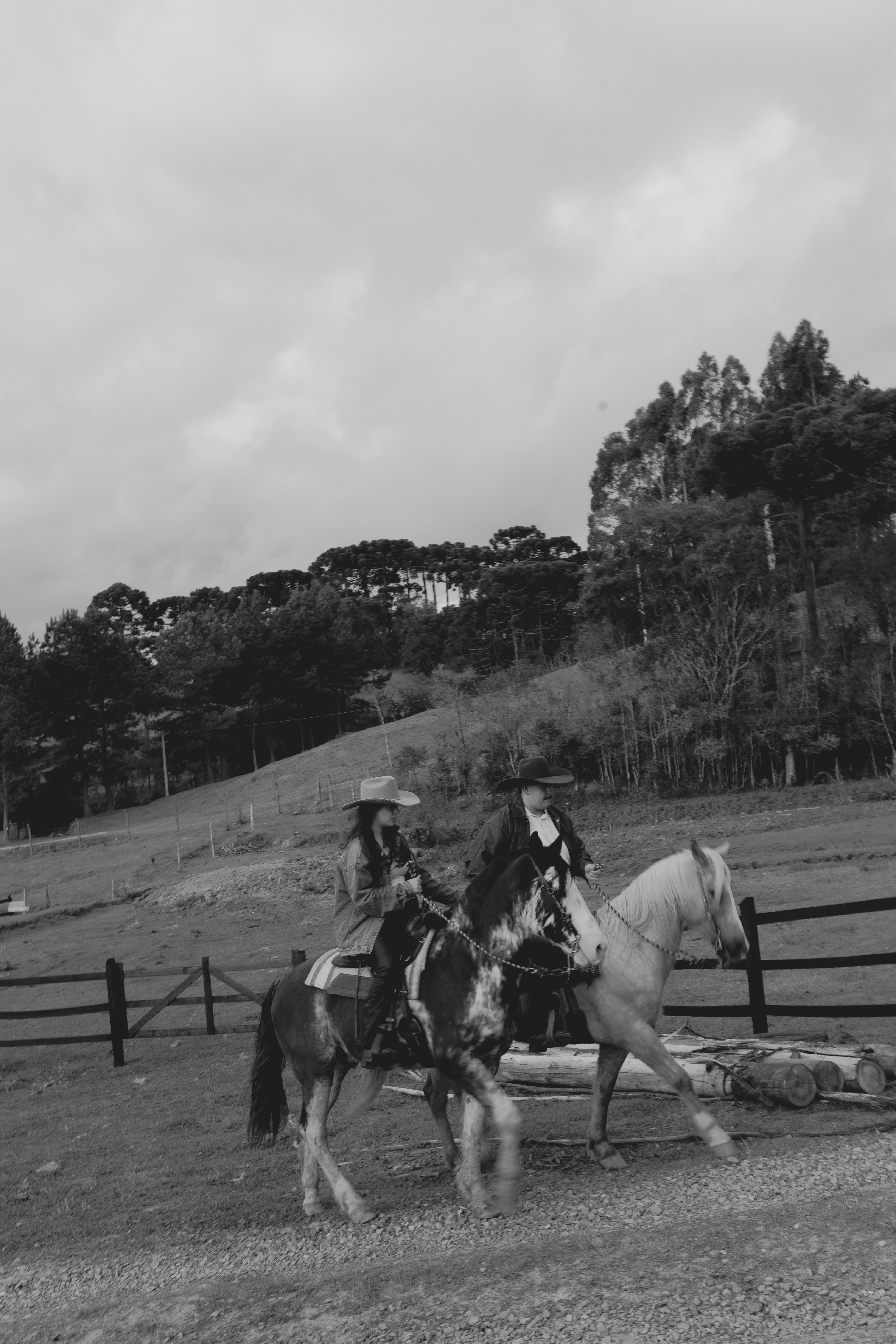 Equestrian Elegance Amidst Nature's Canvas