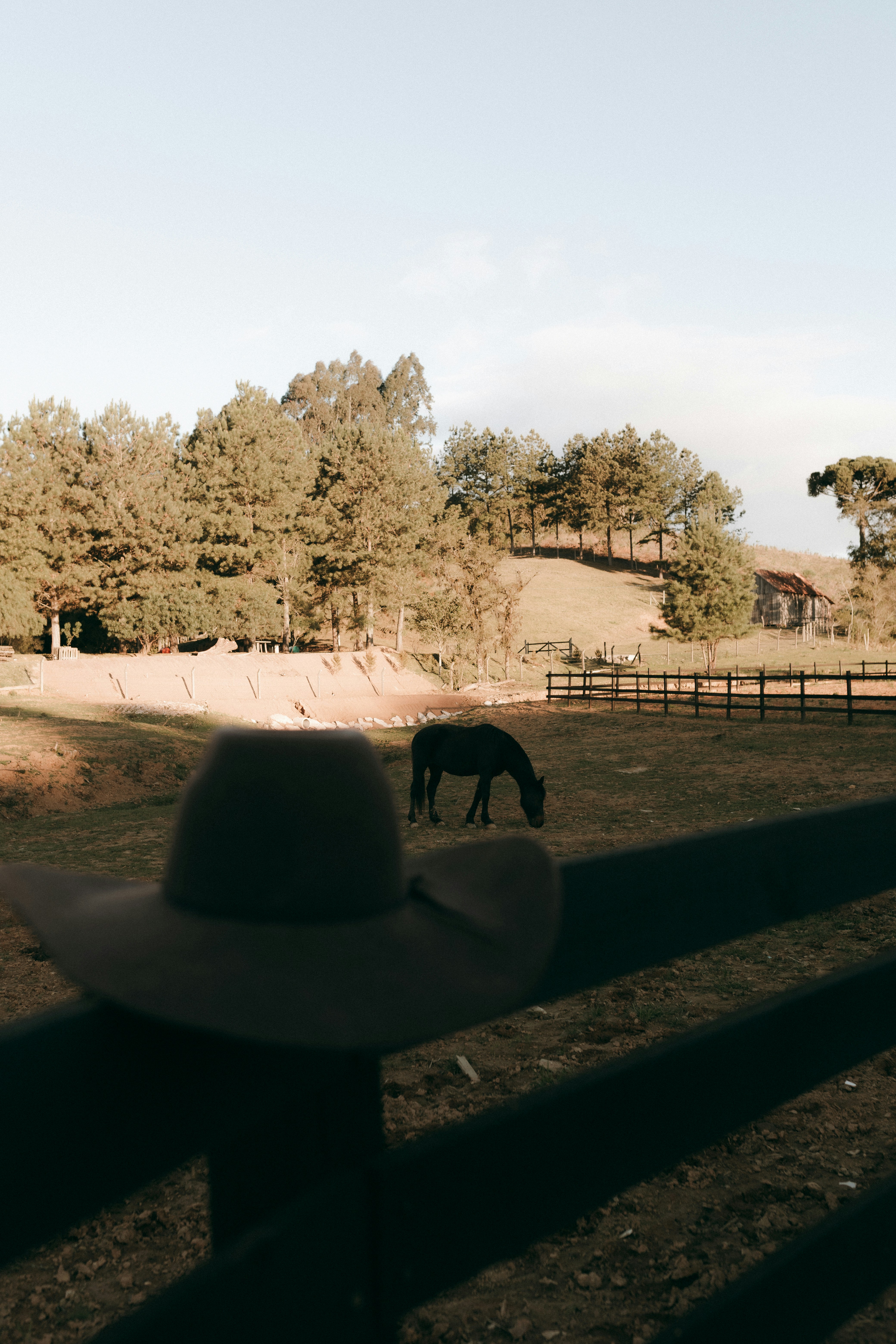Golden Hour Grazing: A Lone Horse Beyond the Weathered Fence