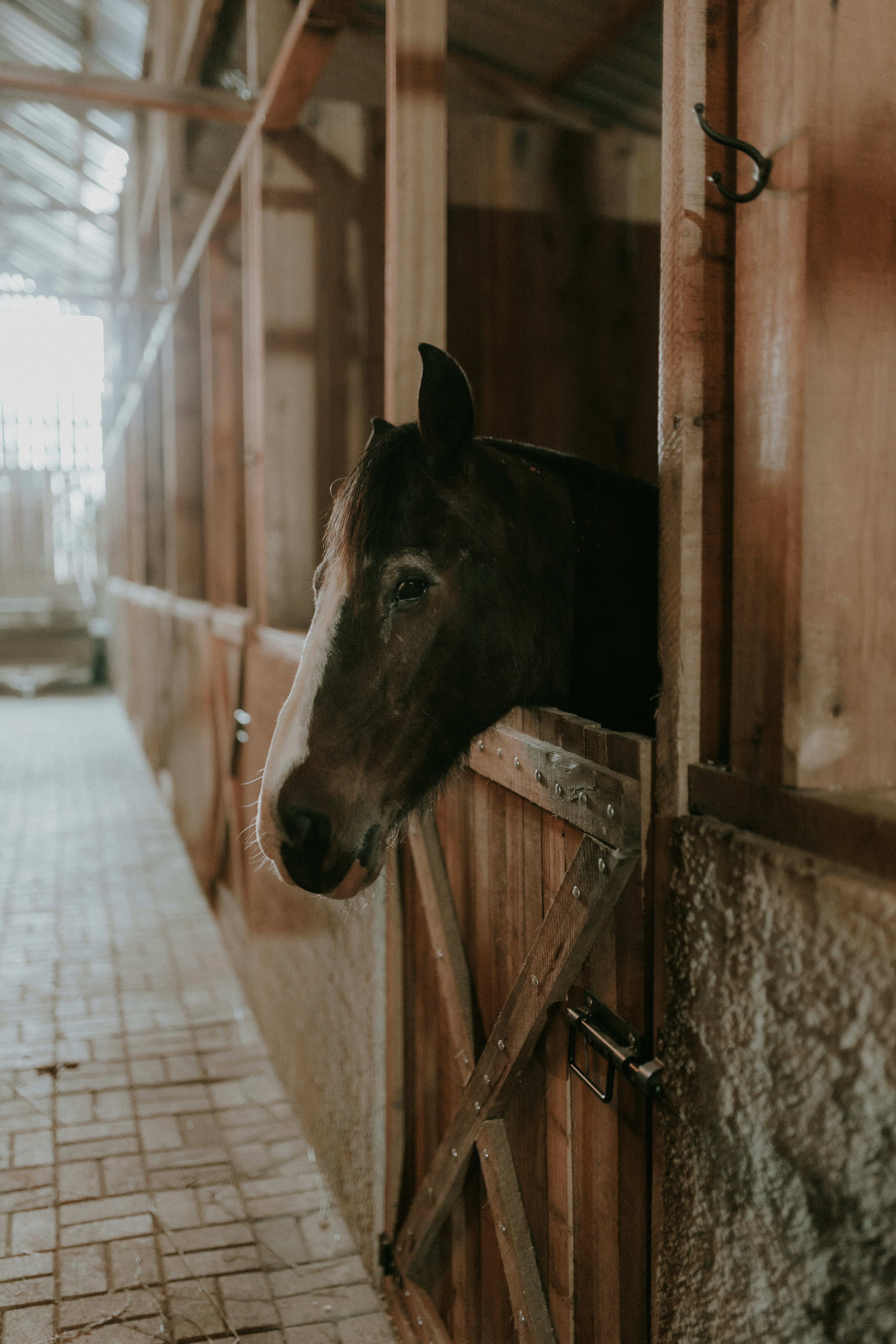 Whispers of the Stable