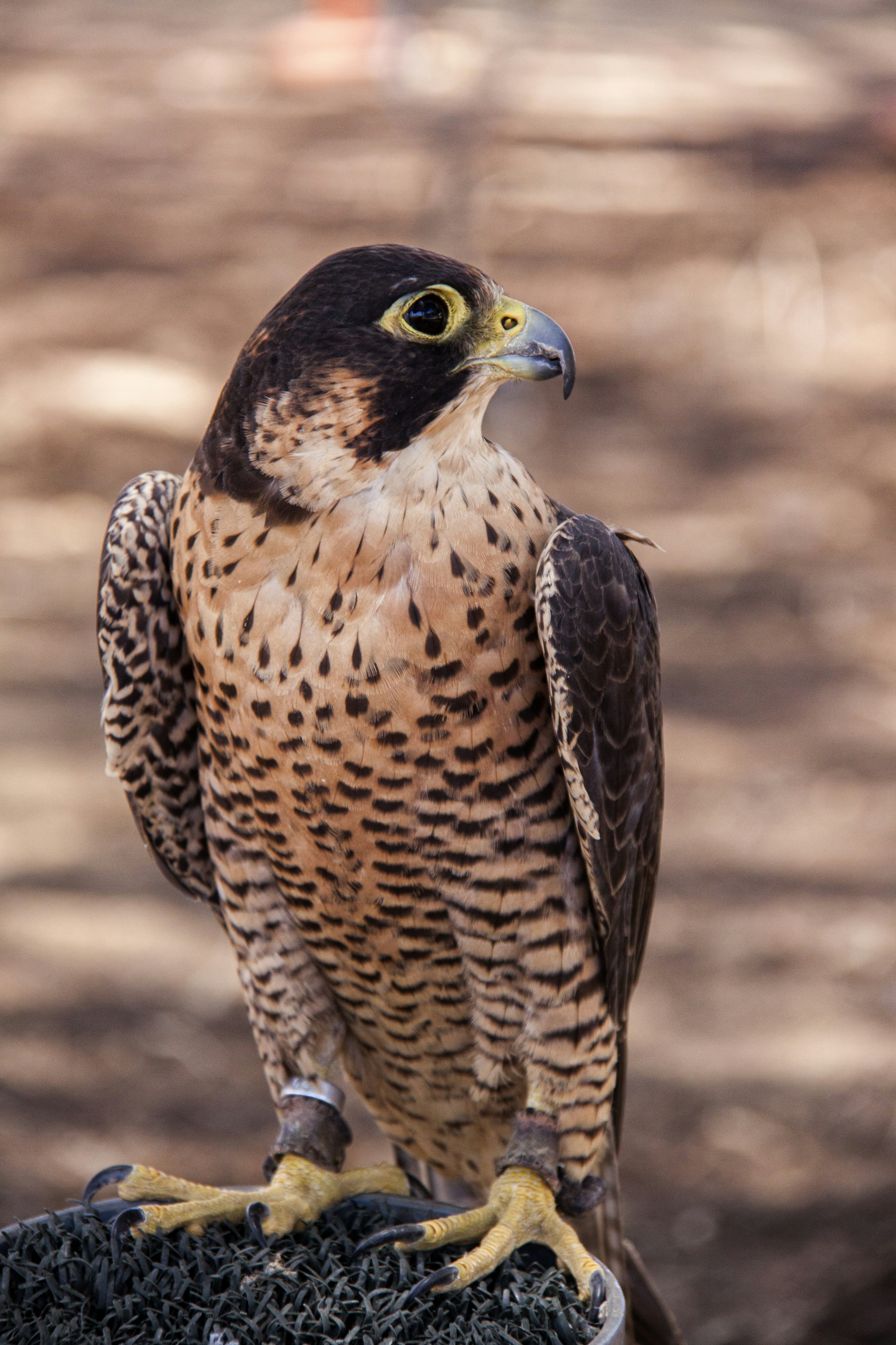 A falcon perched confidently, showcasing its intricate feather patterns and piercing gaze. The background is softly blurred, emphasizing the bird's striking features.