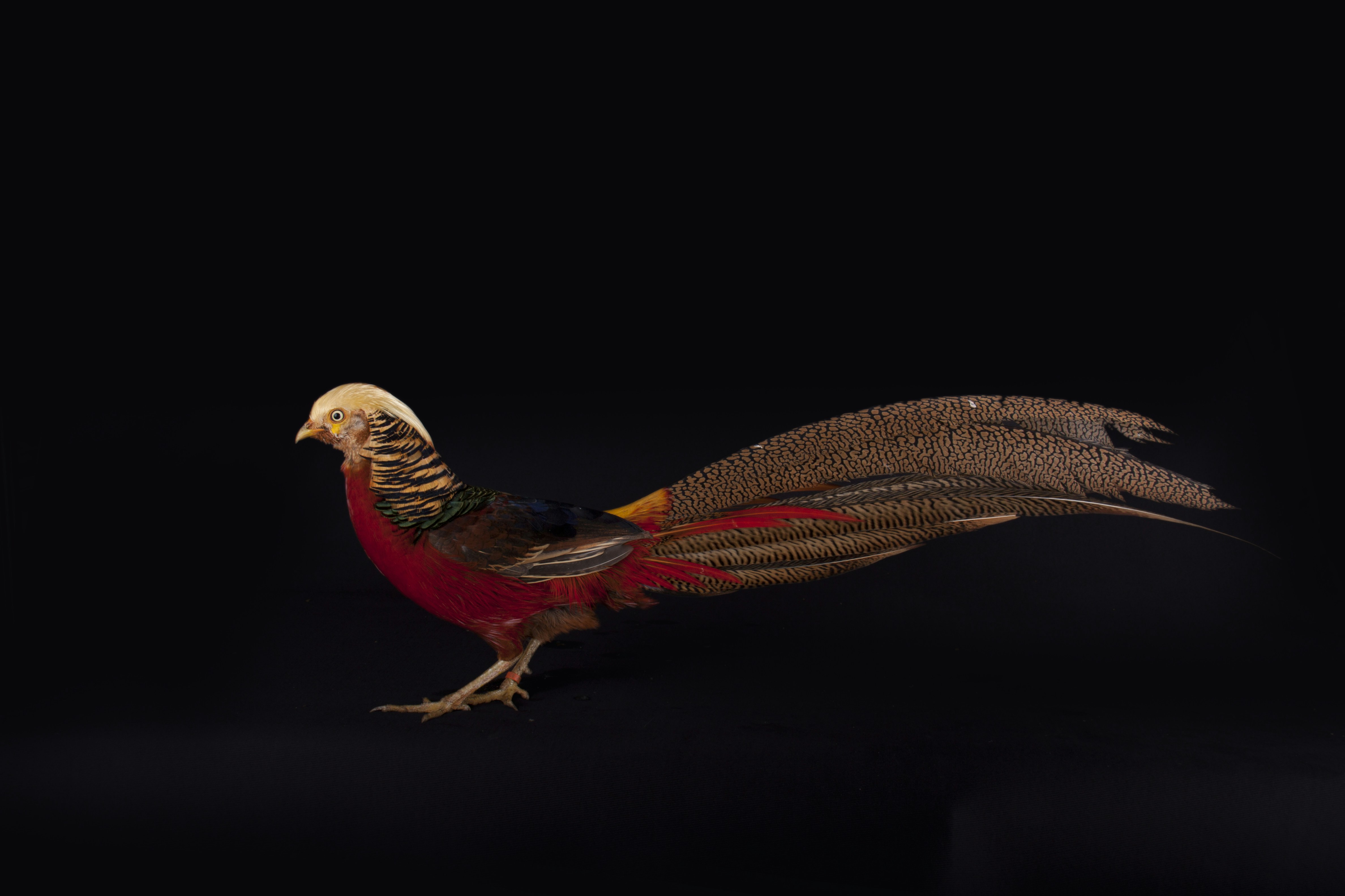 A golden pheasant with a long tail stands against black.