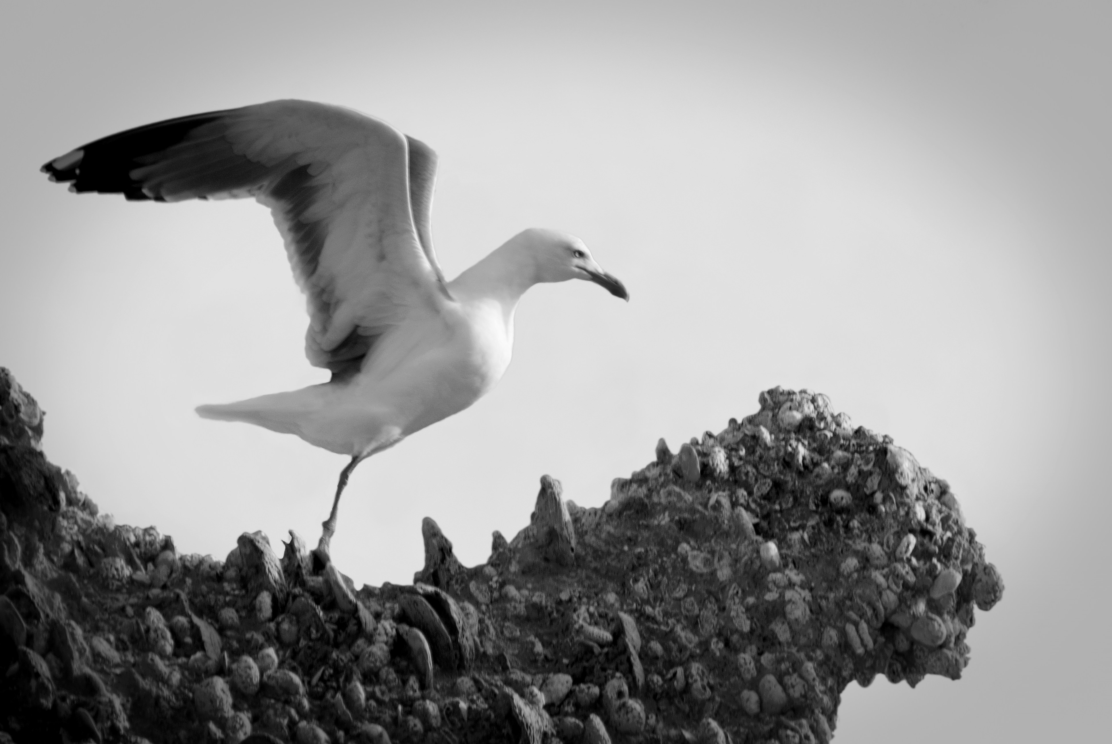 Seagull poised to take flight from a textured rock surface, captured in monochrome. The intricate details of the rock contrast with the bird's elegant form.