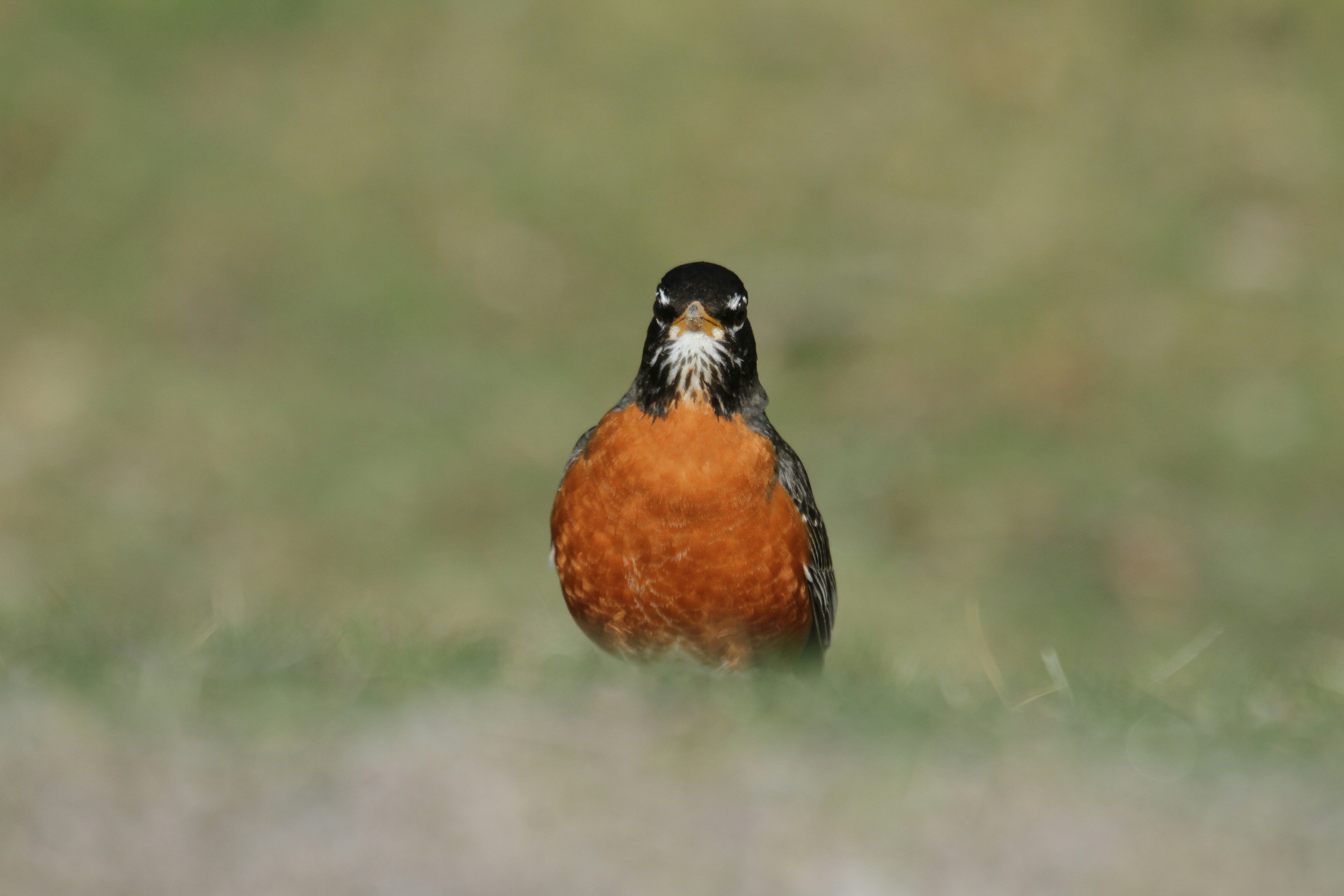 A robin stands on a grassy field.
