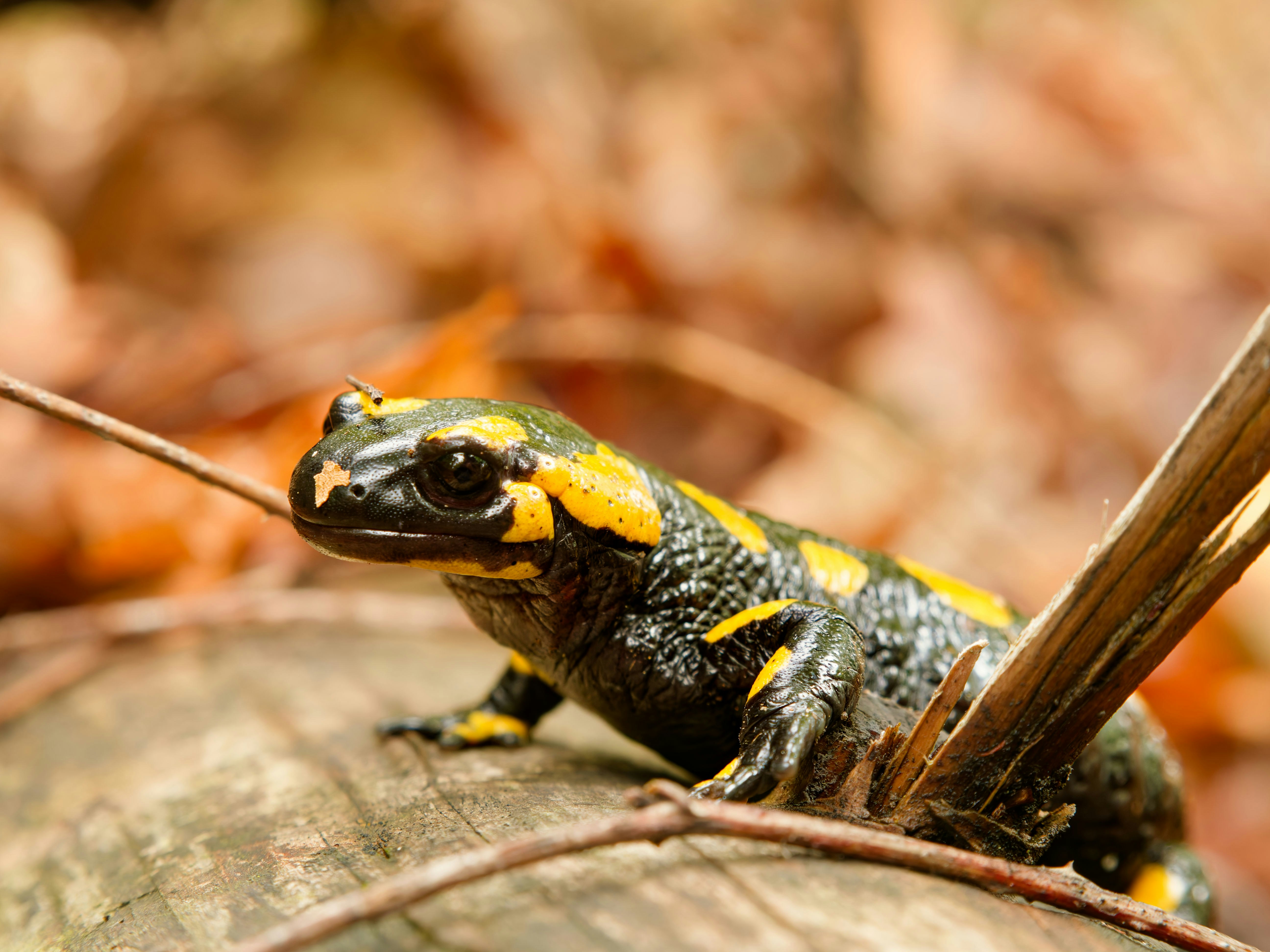Nature's Striking Sentinel: The Yellow-Spotted Salamander