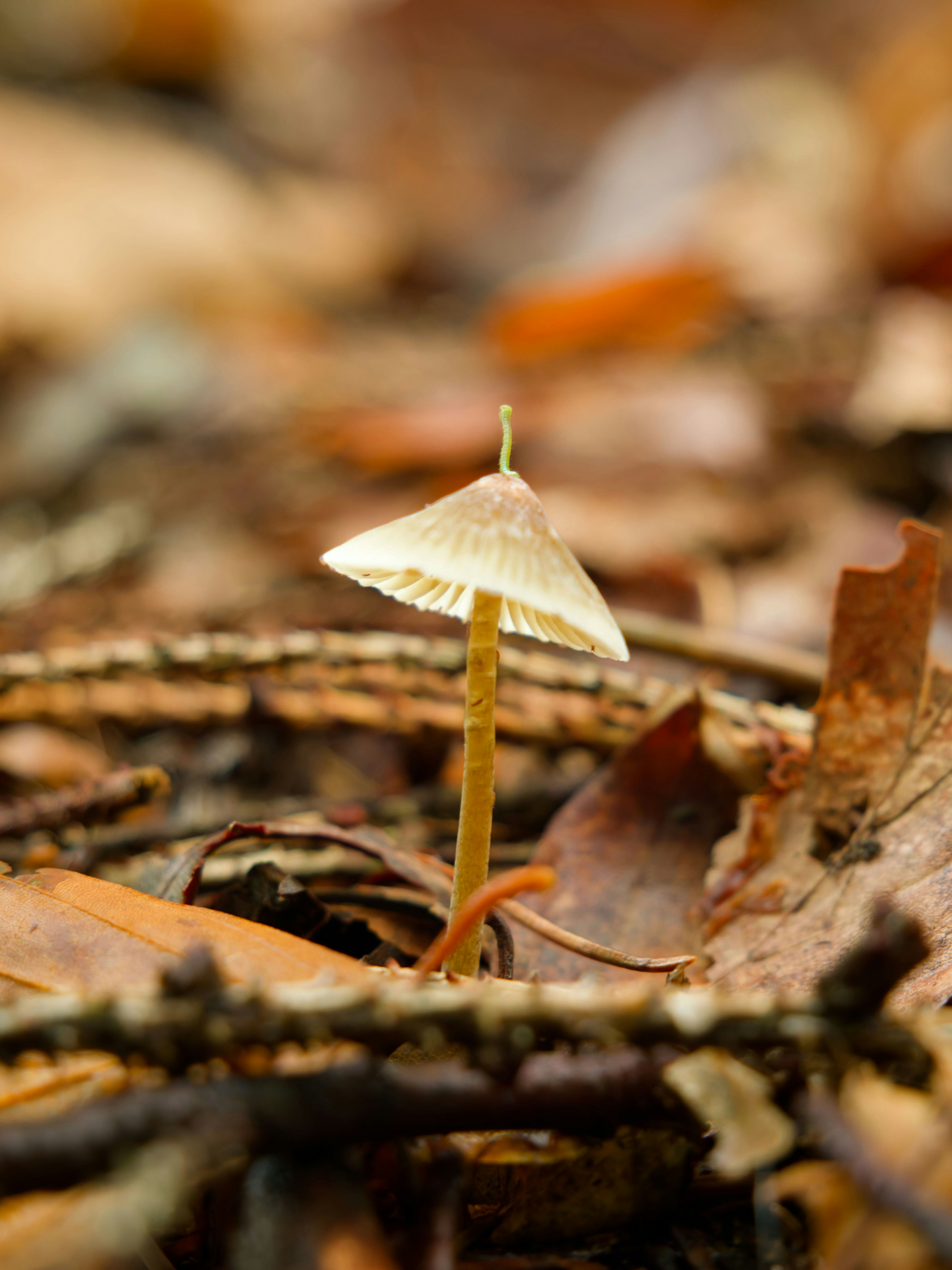 Nature's Delicate Umbrella