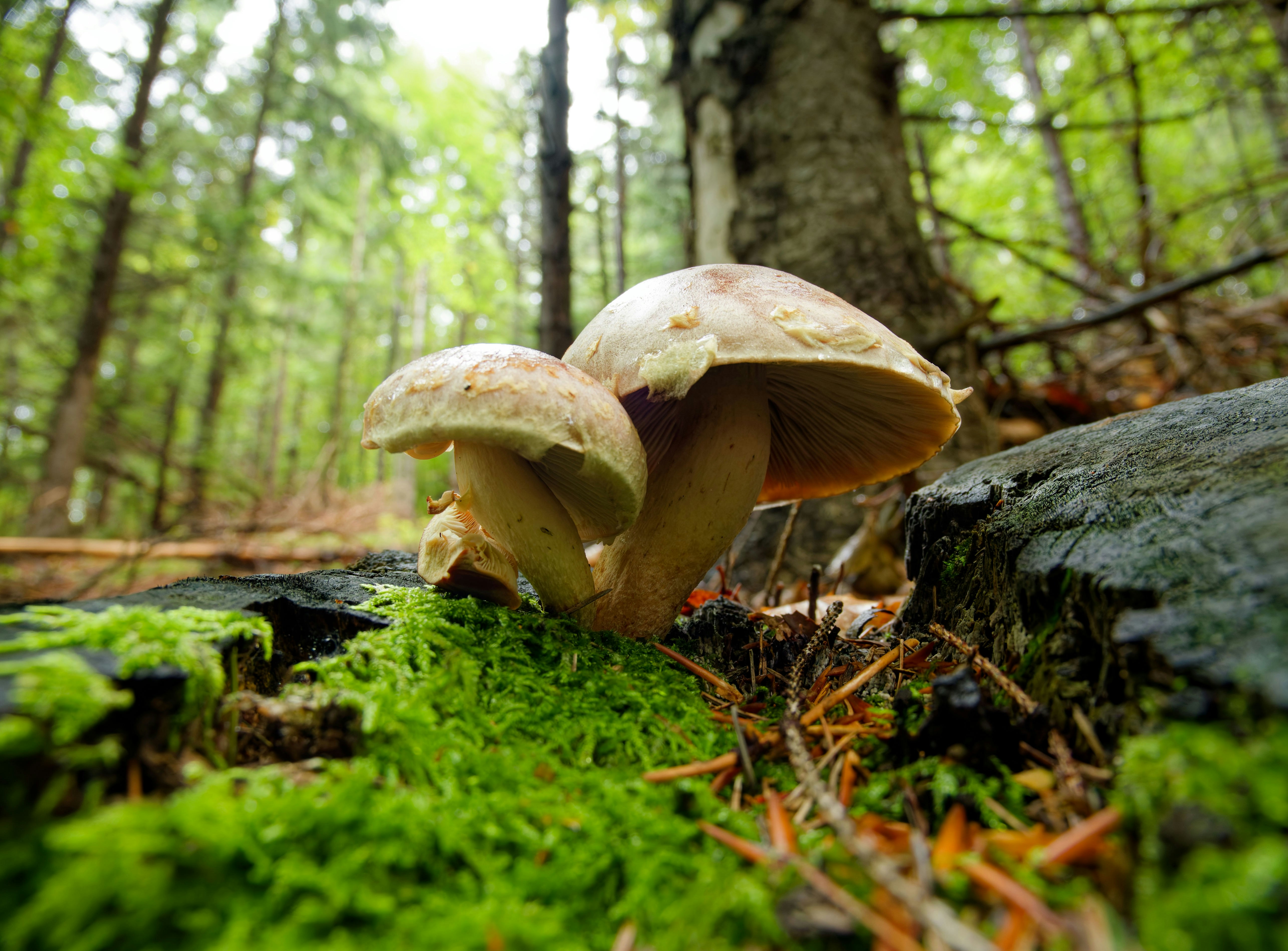 Two mushrooms growing on mossy forest floor photo – Free Forest Image ...