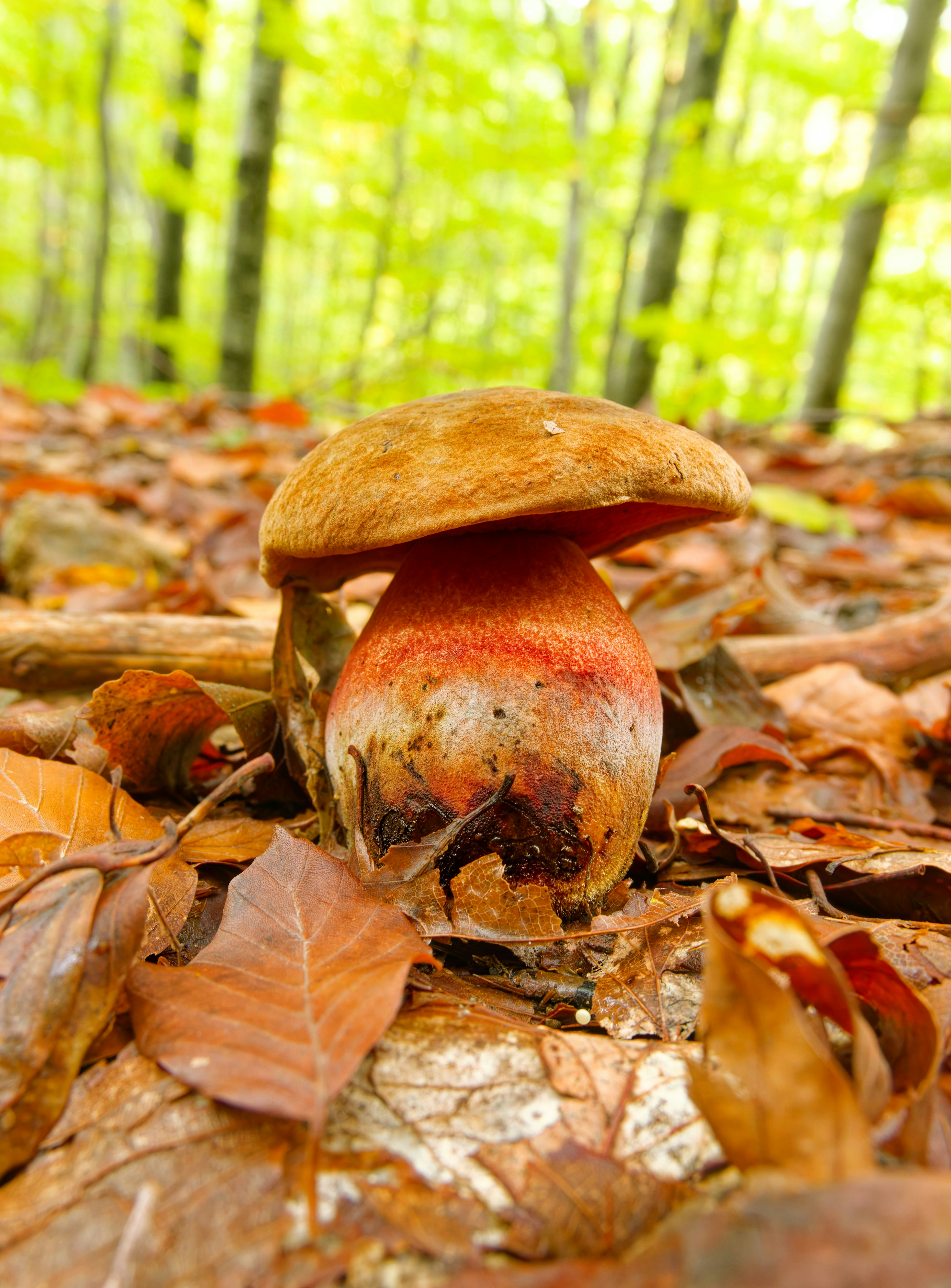 Nature's Hidden Gem: The Forest's Fungi