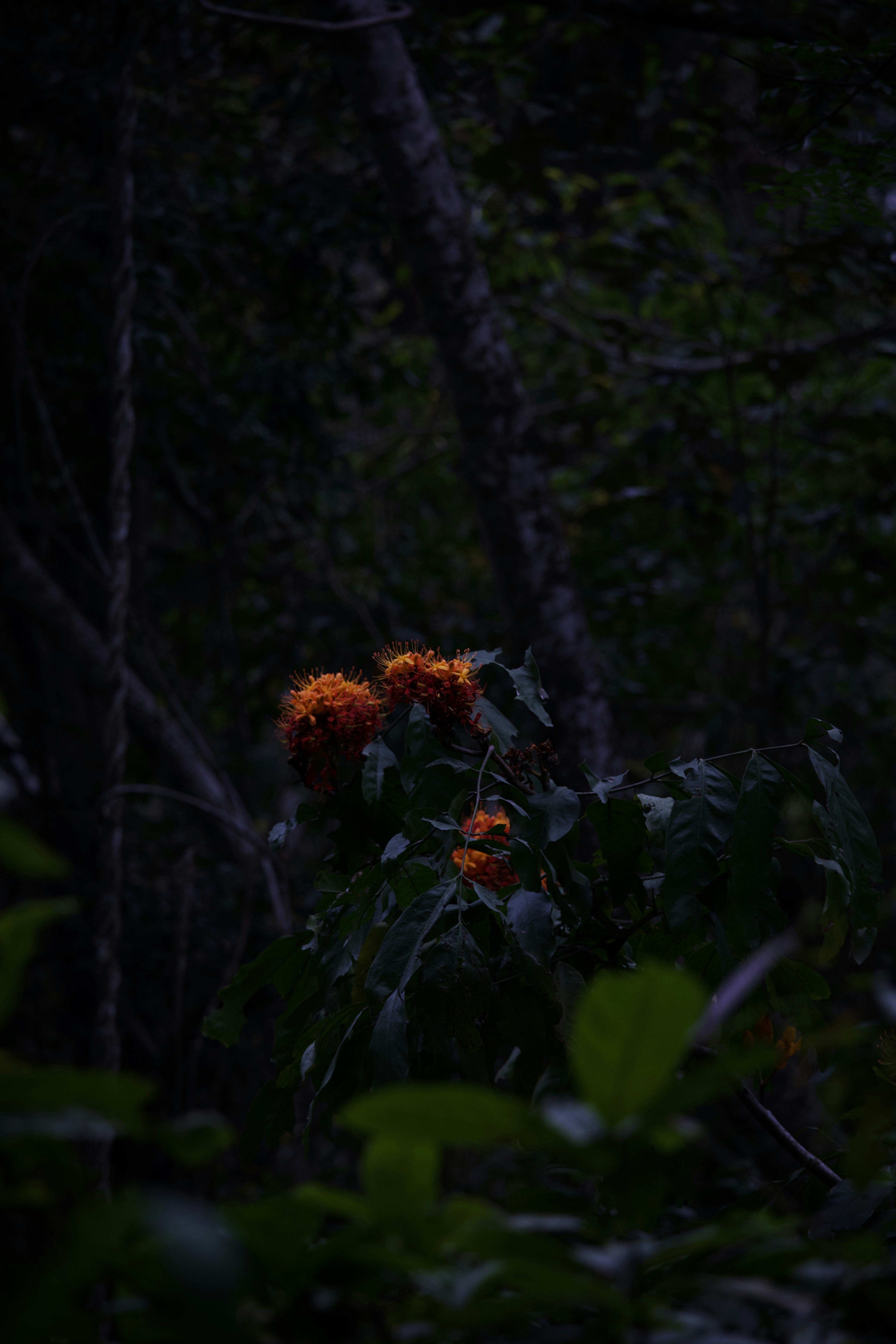 Whispers of the Forest: A Floral Embrace