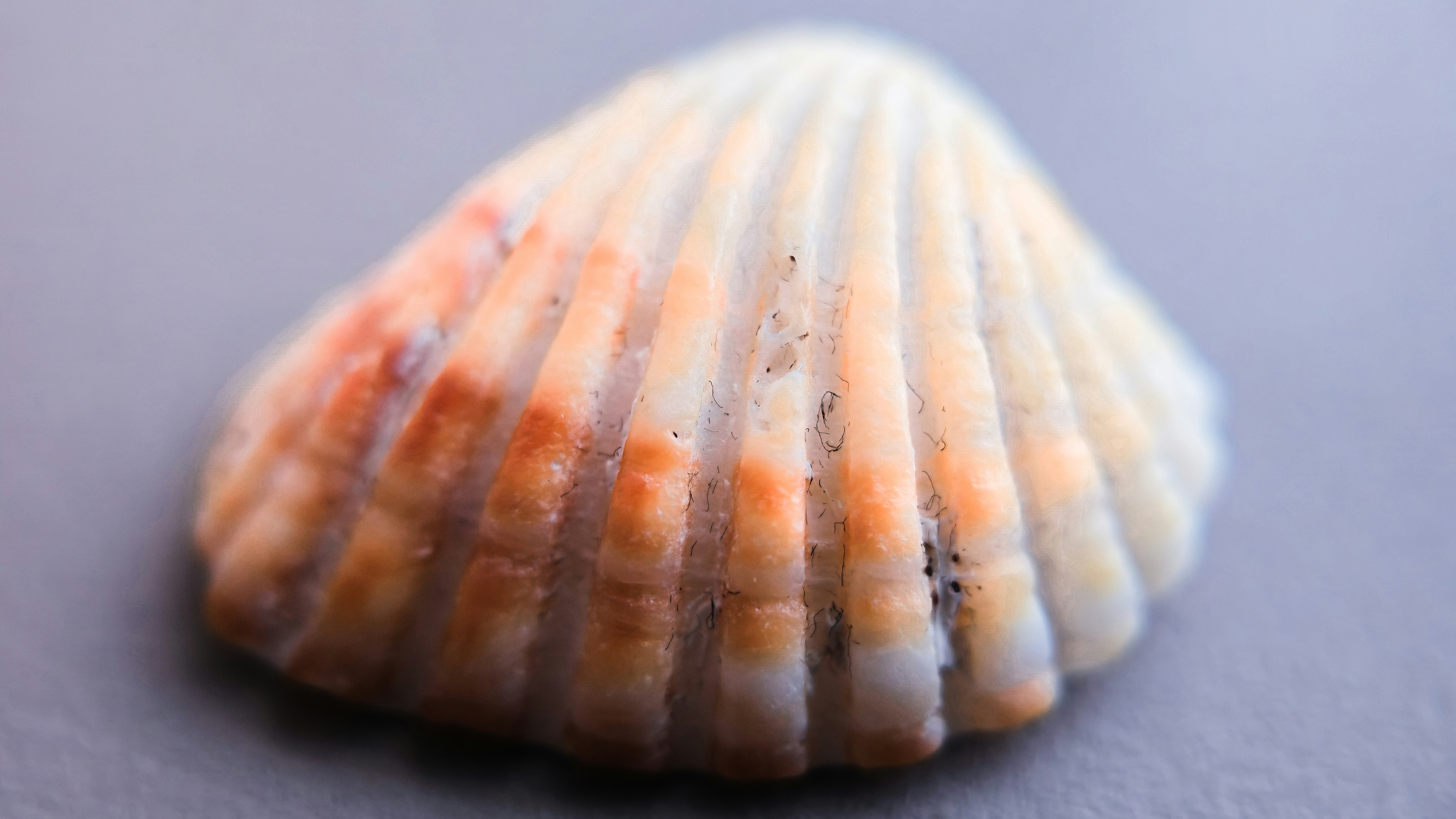 Nature's Textured Treasure