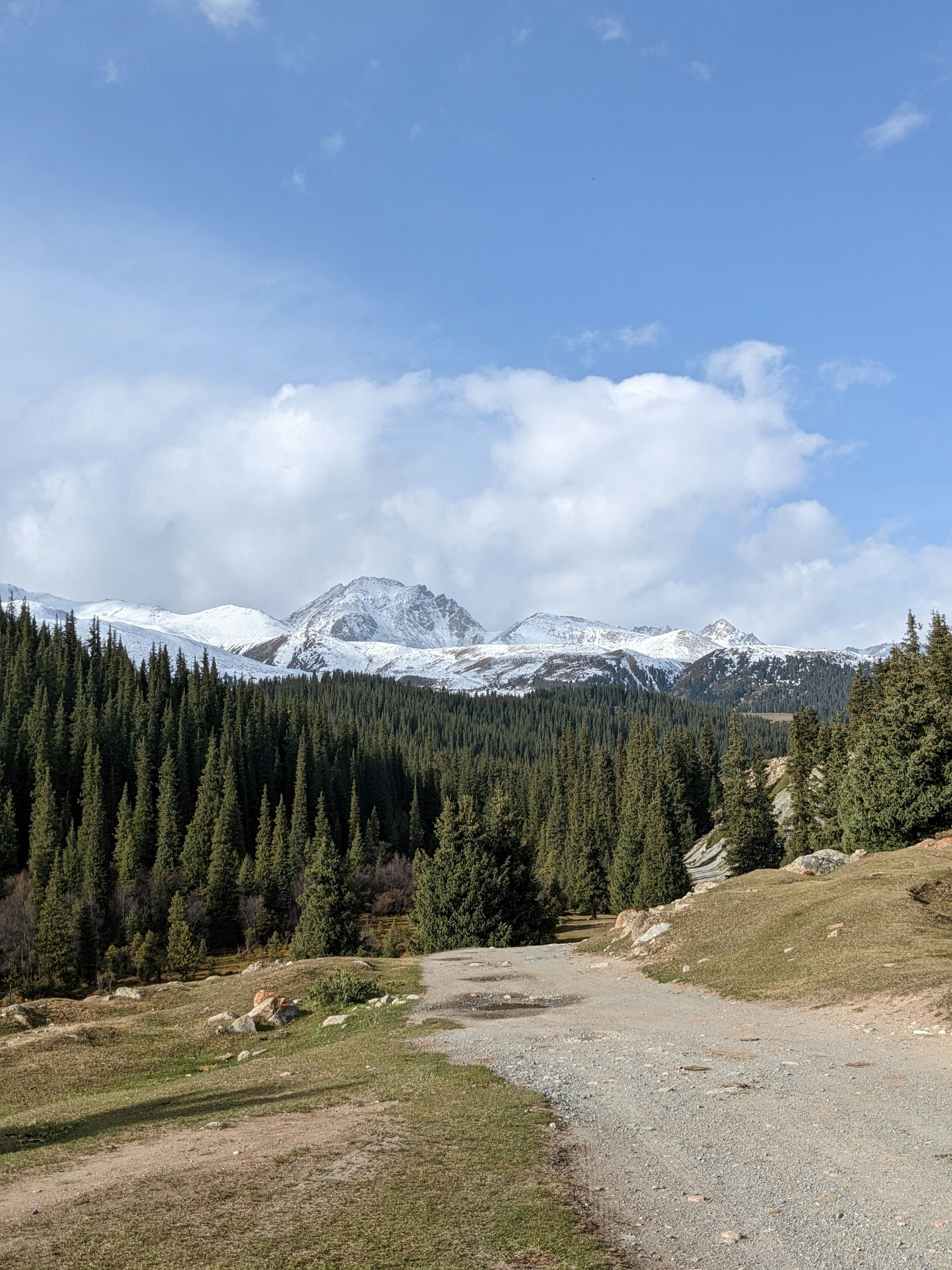 Snow-capped mountains rise above a pine forest.