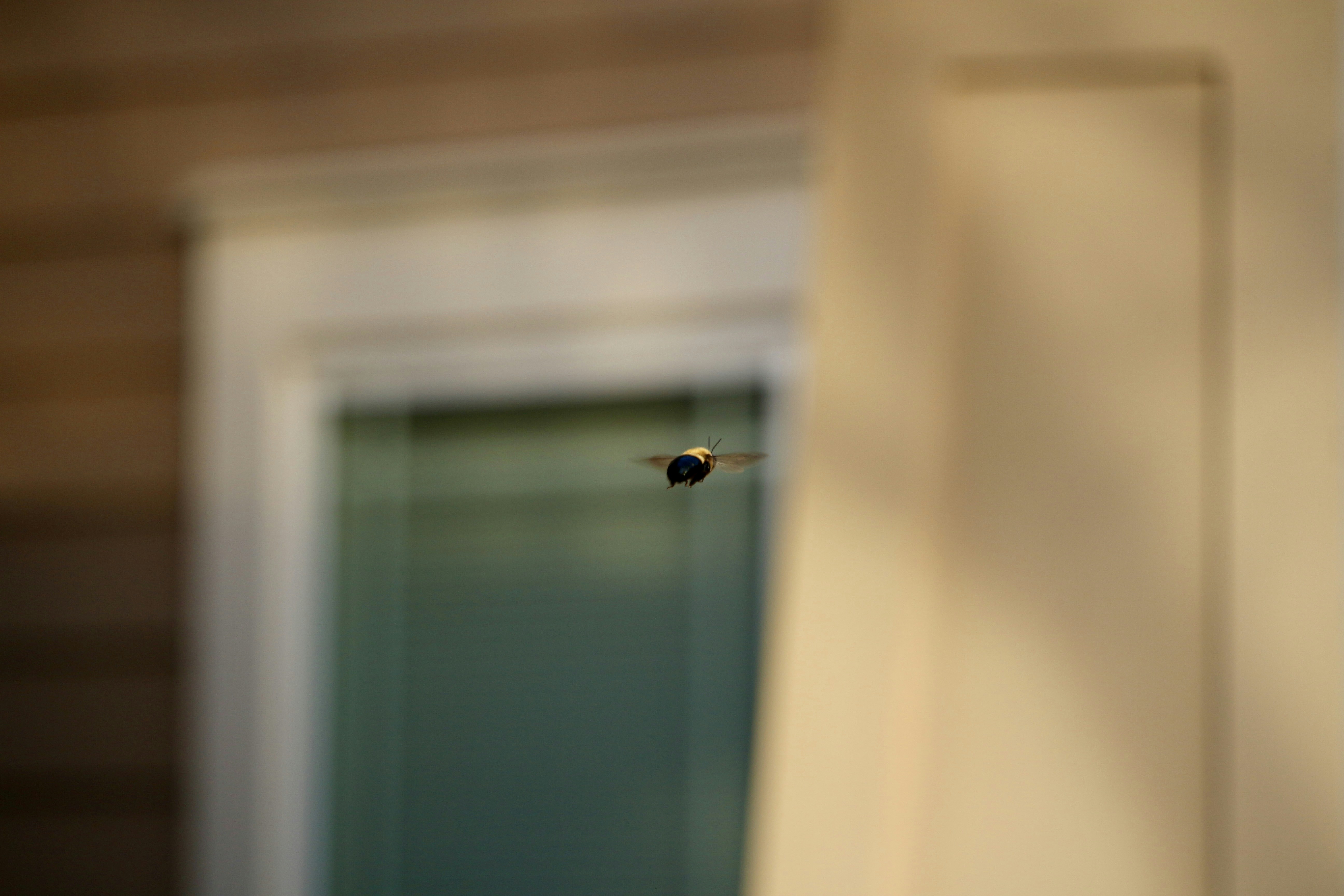 The Elusive Hummingbird in Flight