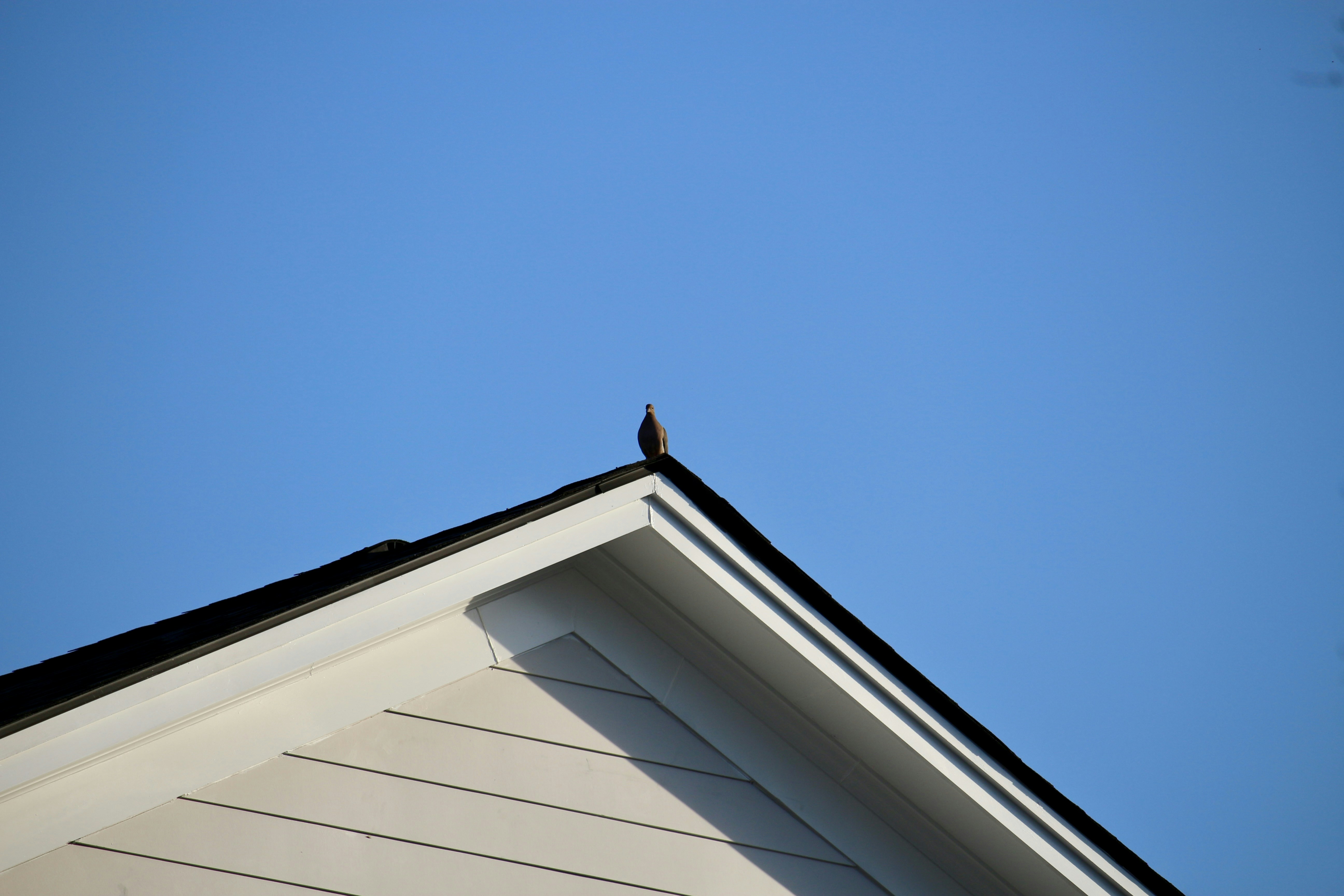 Guardian of the Rooftop
