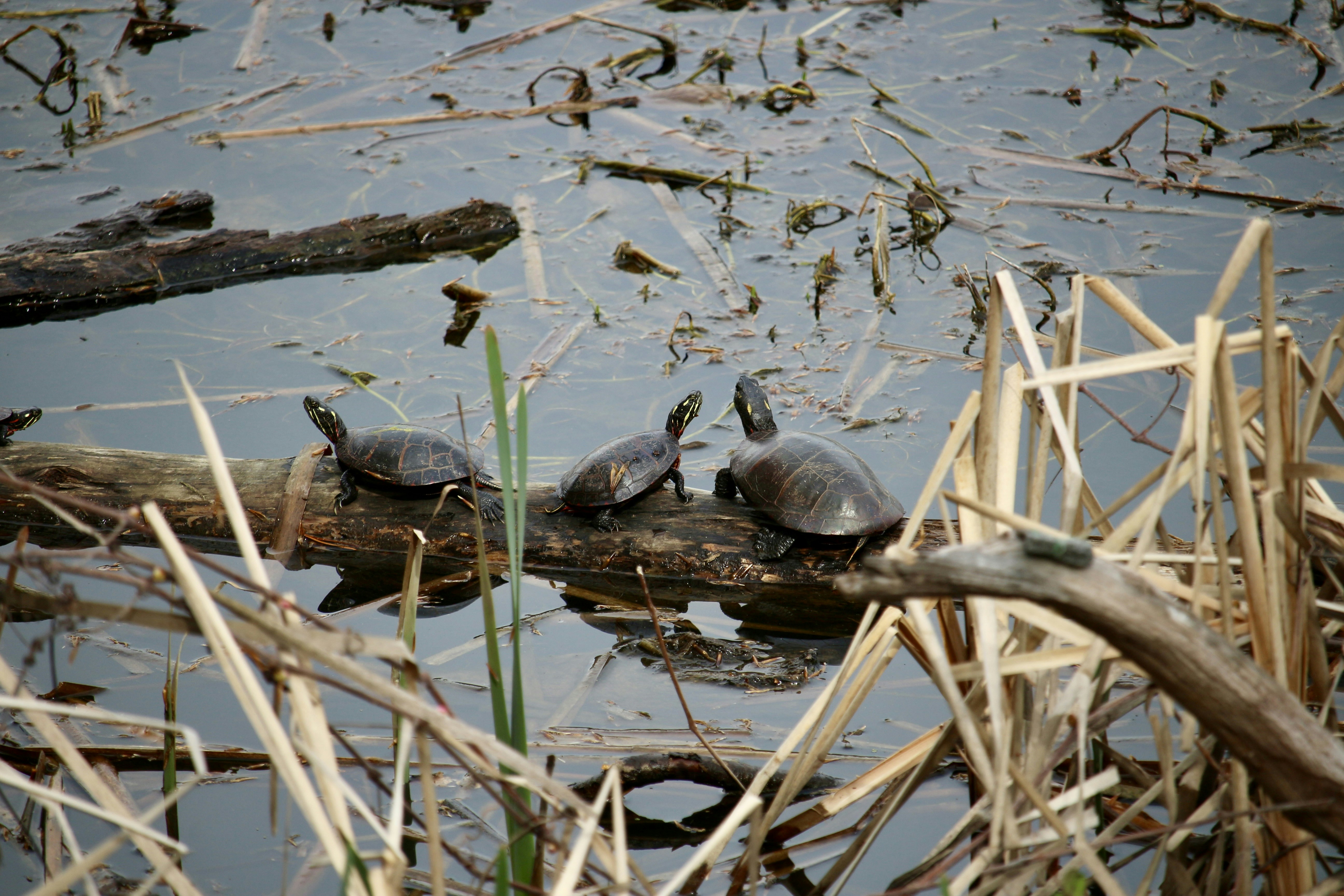 Turtle Trio on a Log Amid Reed-Fringed Pond