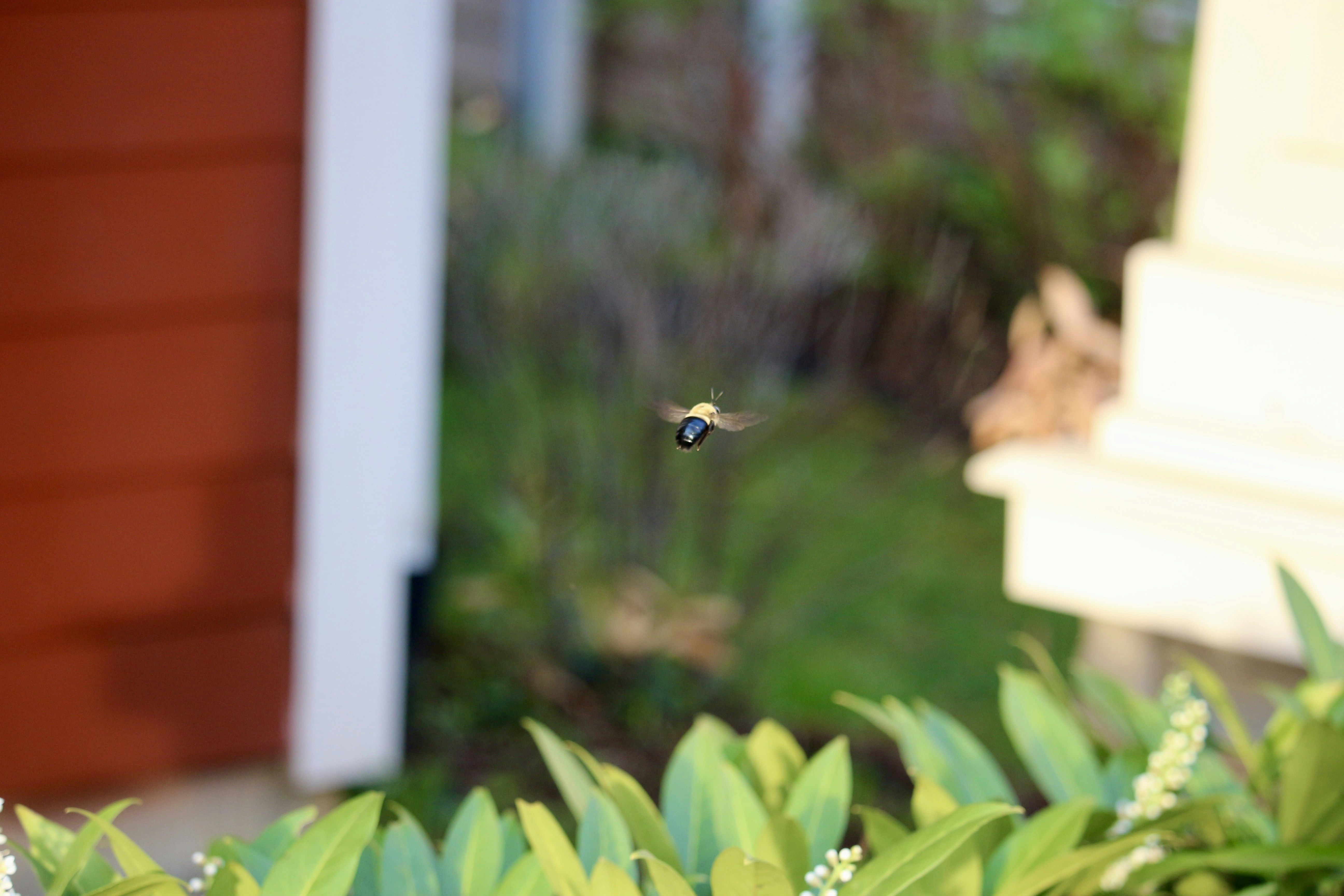 The Dance of the Pollinator