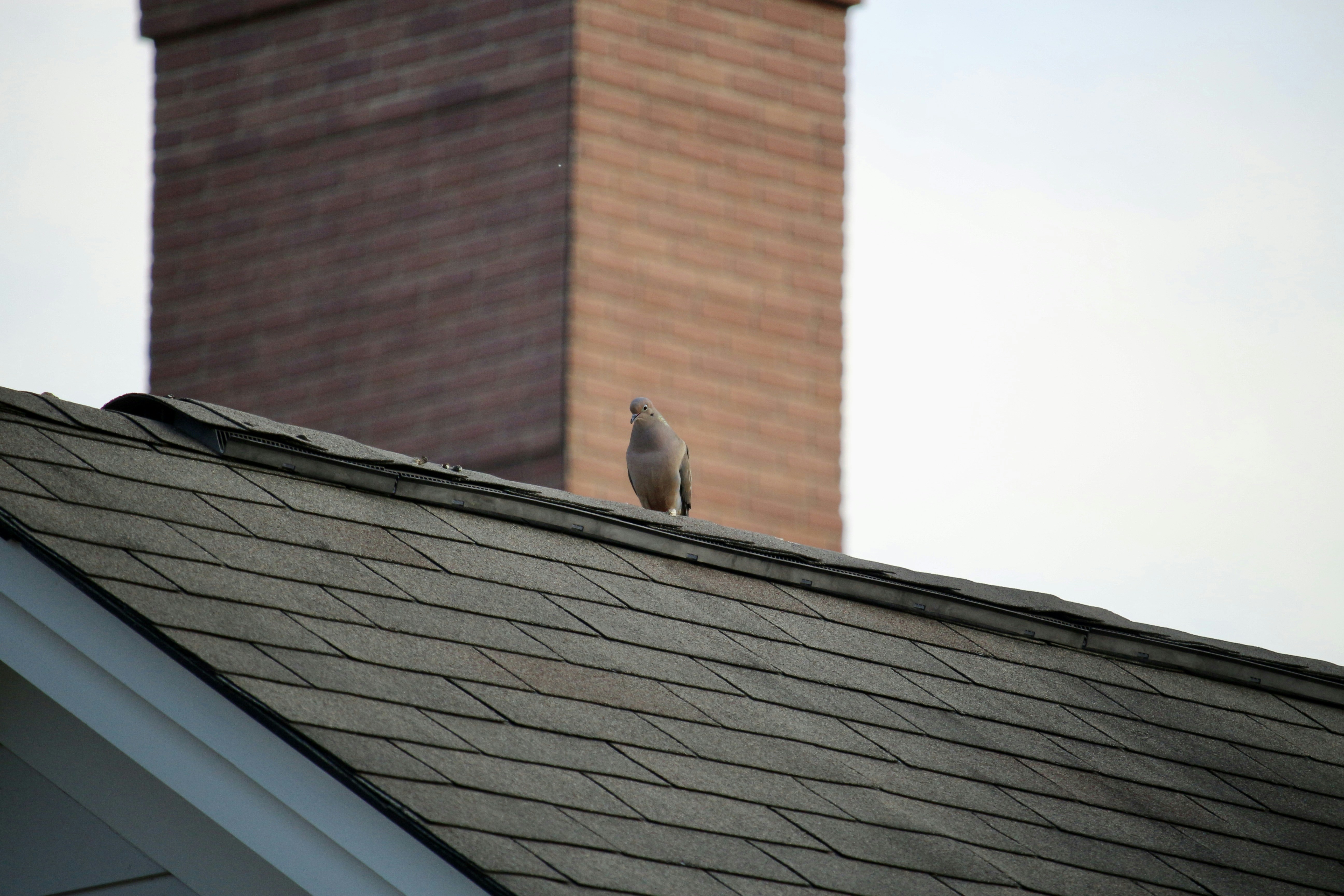 Pigeon on a slate ridge beneath a brick chimney