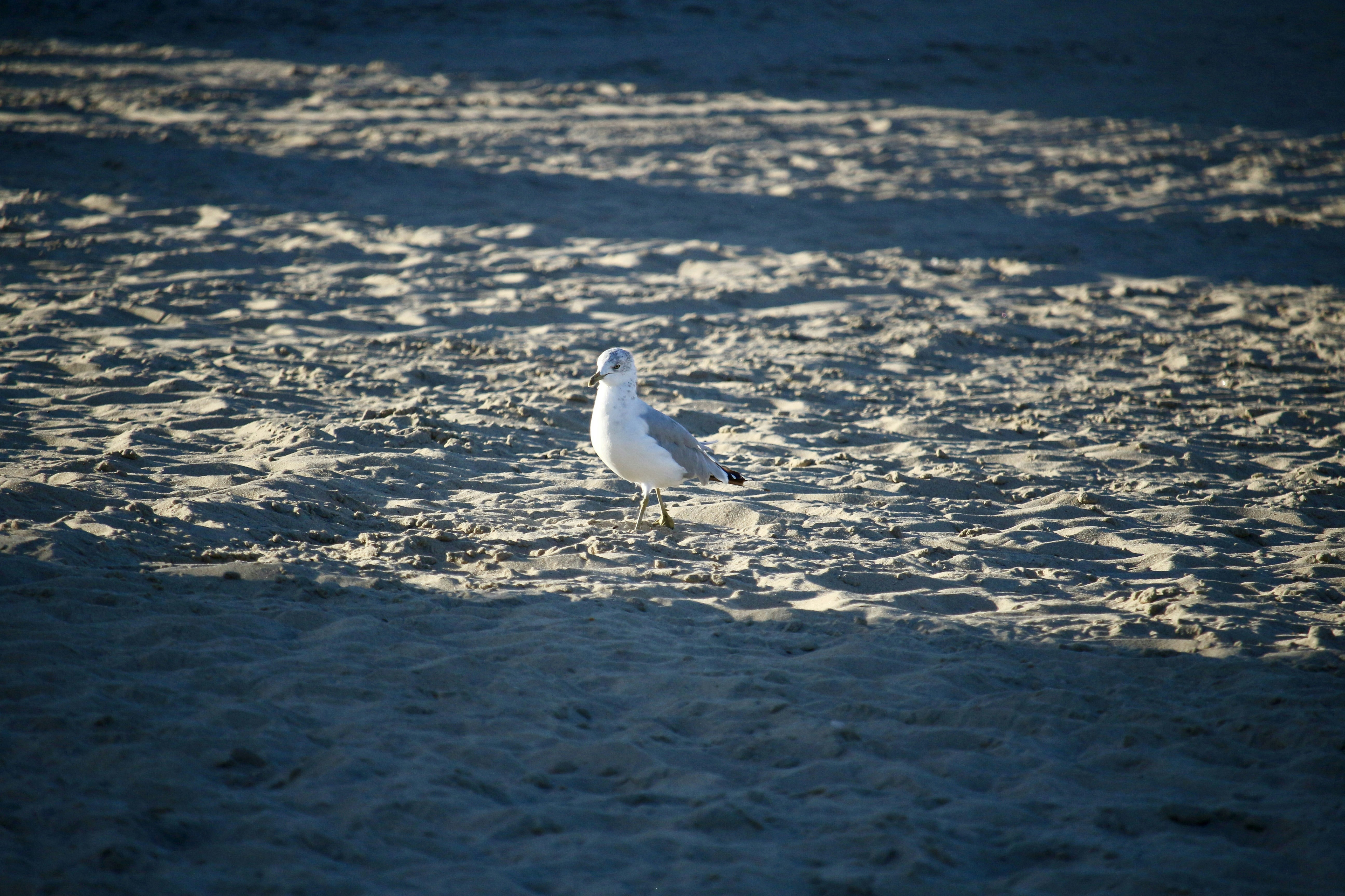 Blue Hour Sentinel: A Seagull on Textured Sand