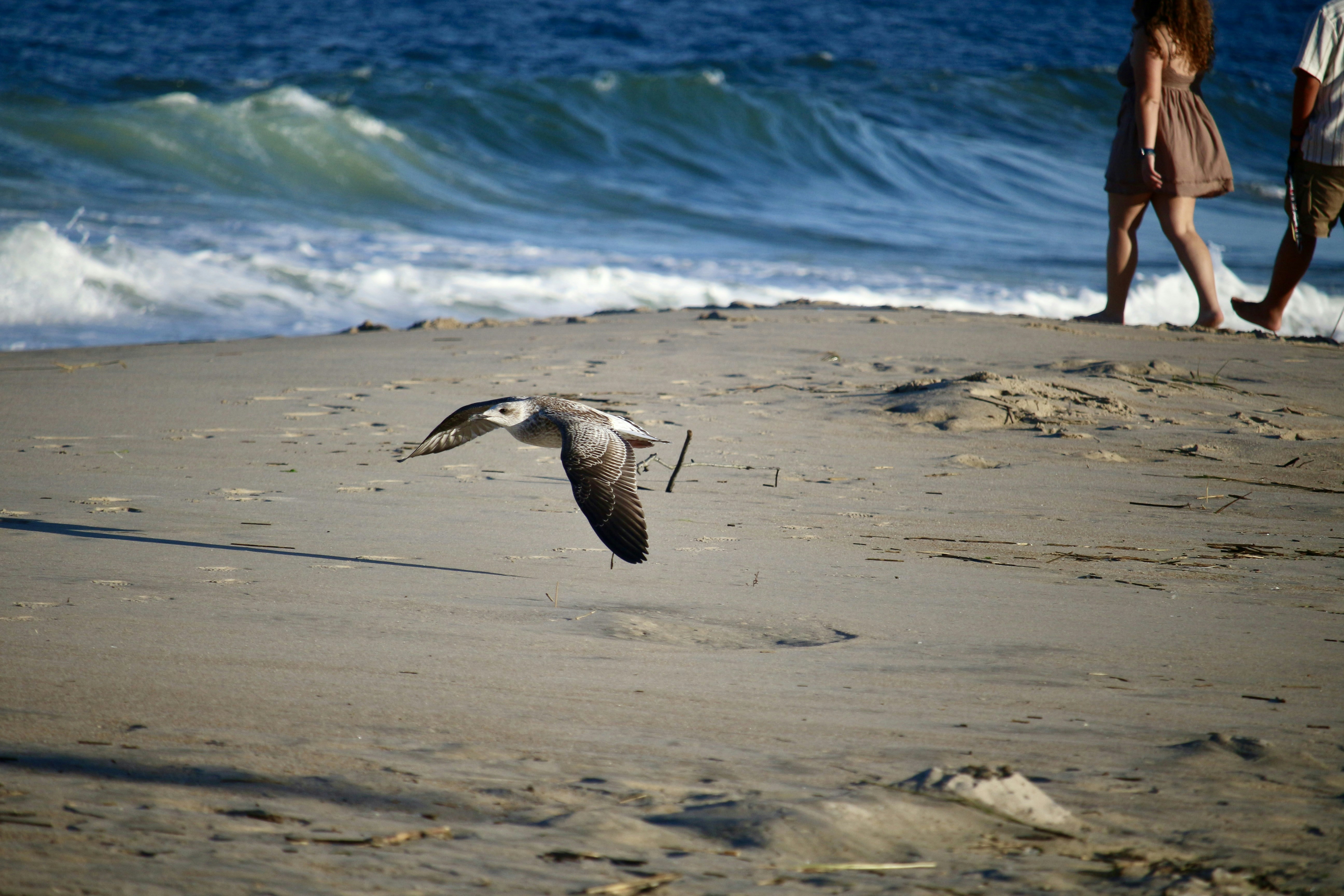 Wingbeat over Sunlit Sand: Seagull in Flight with Distant Beachgoers