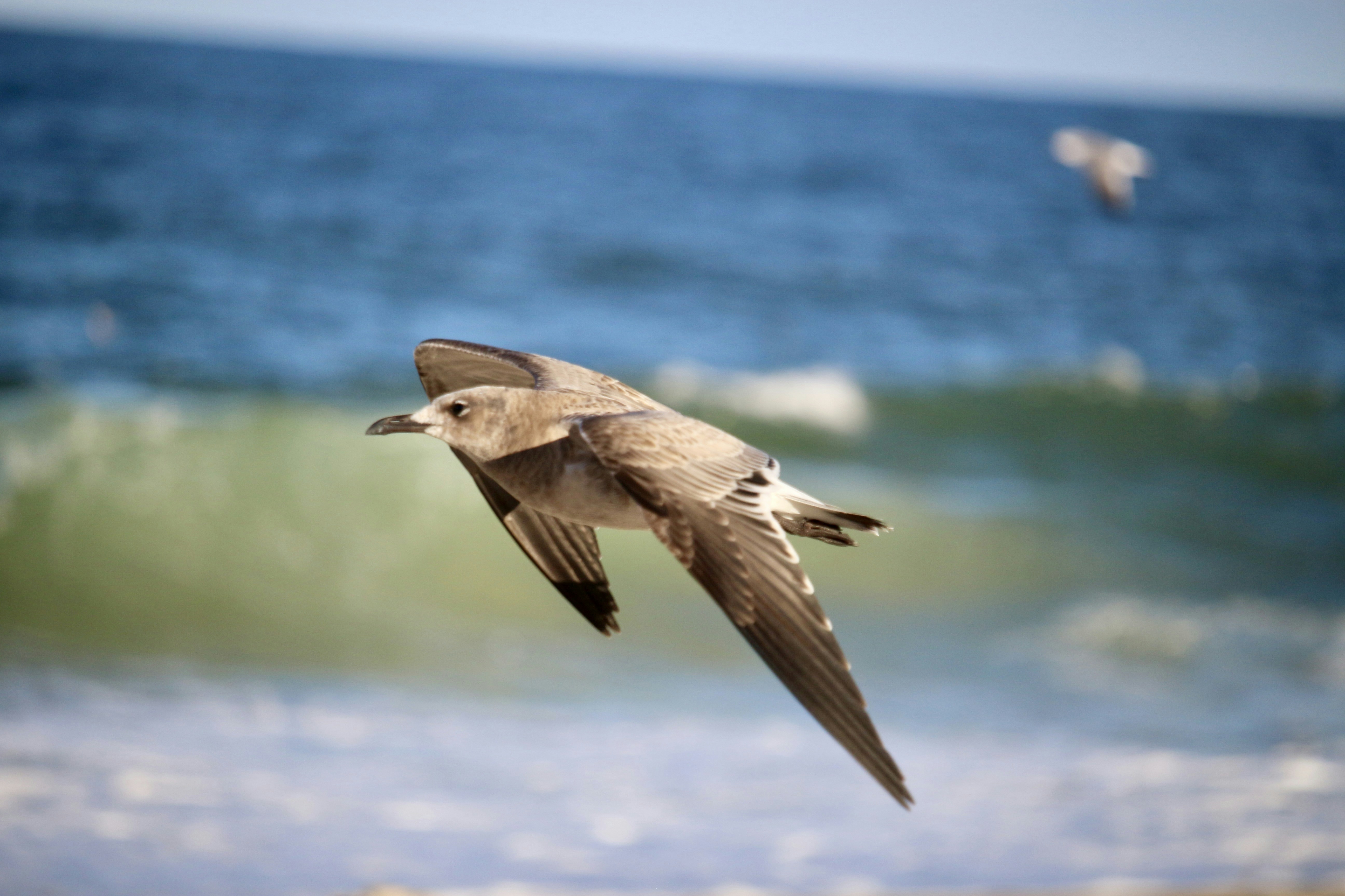 Soaring Serenity: A Coastal Dance