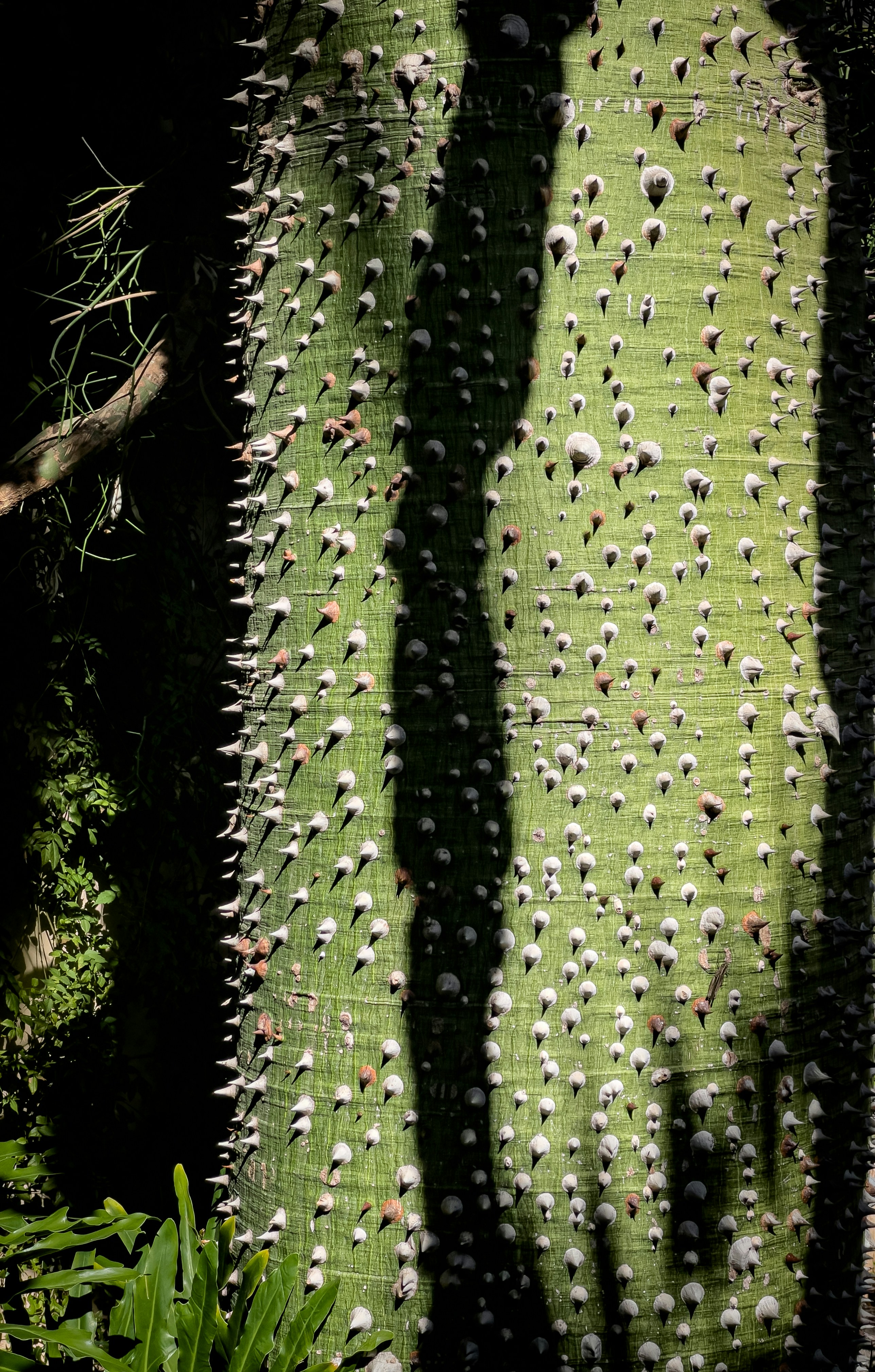 Close-up of a spiky green tree trunk with white bumps.