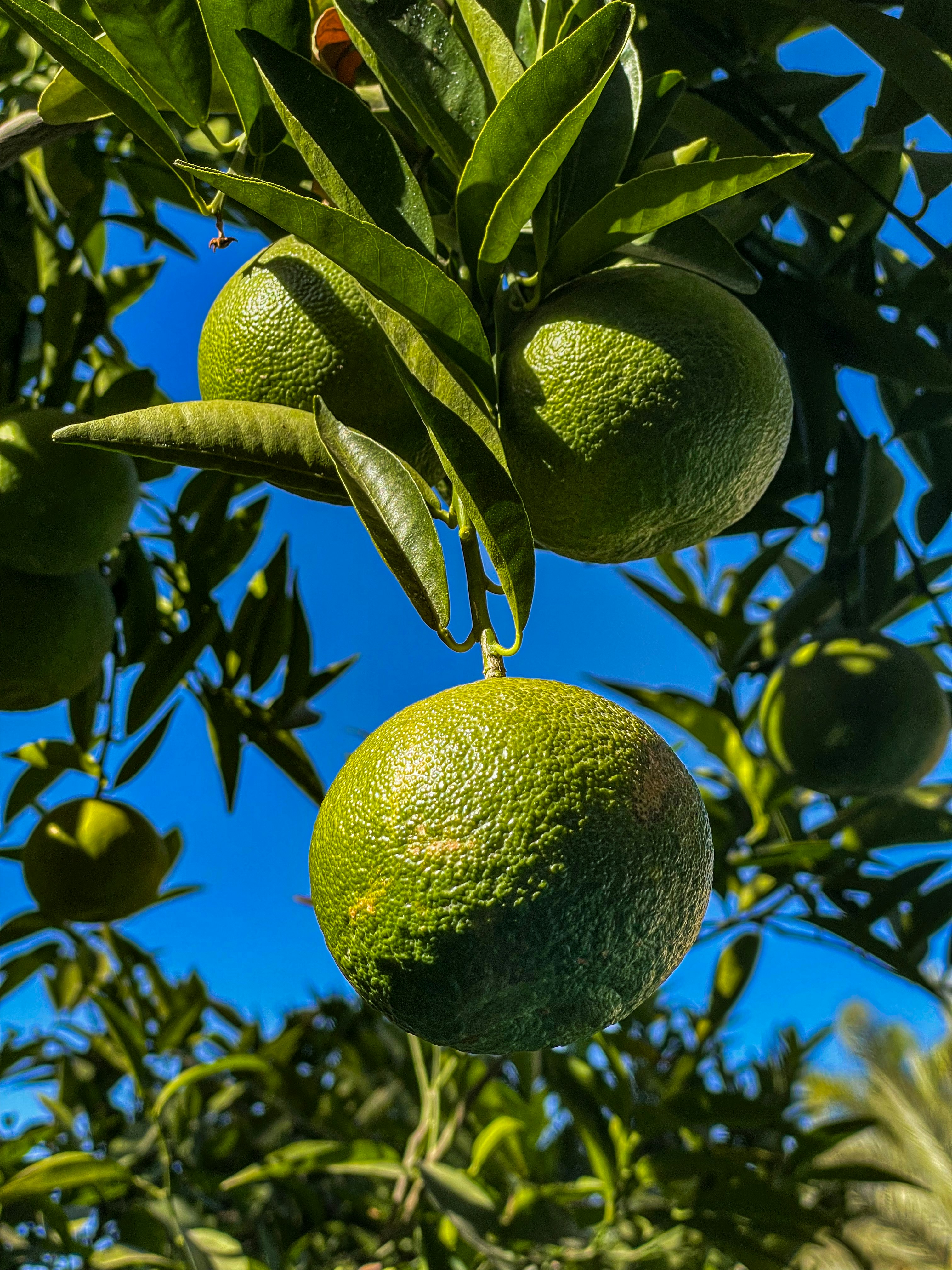 Green oranges hanging from a tree branch
