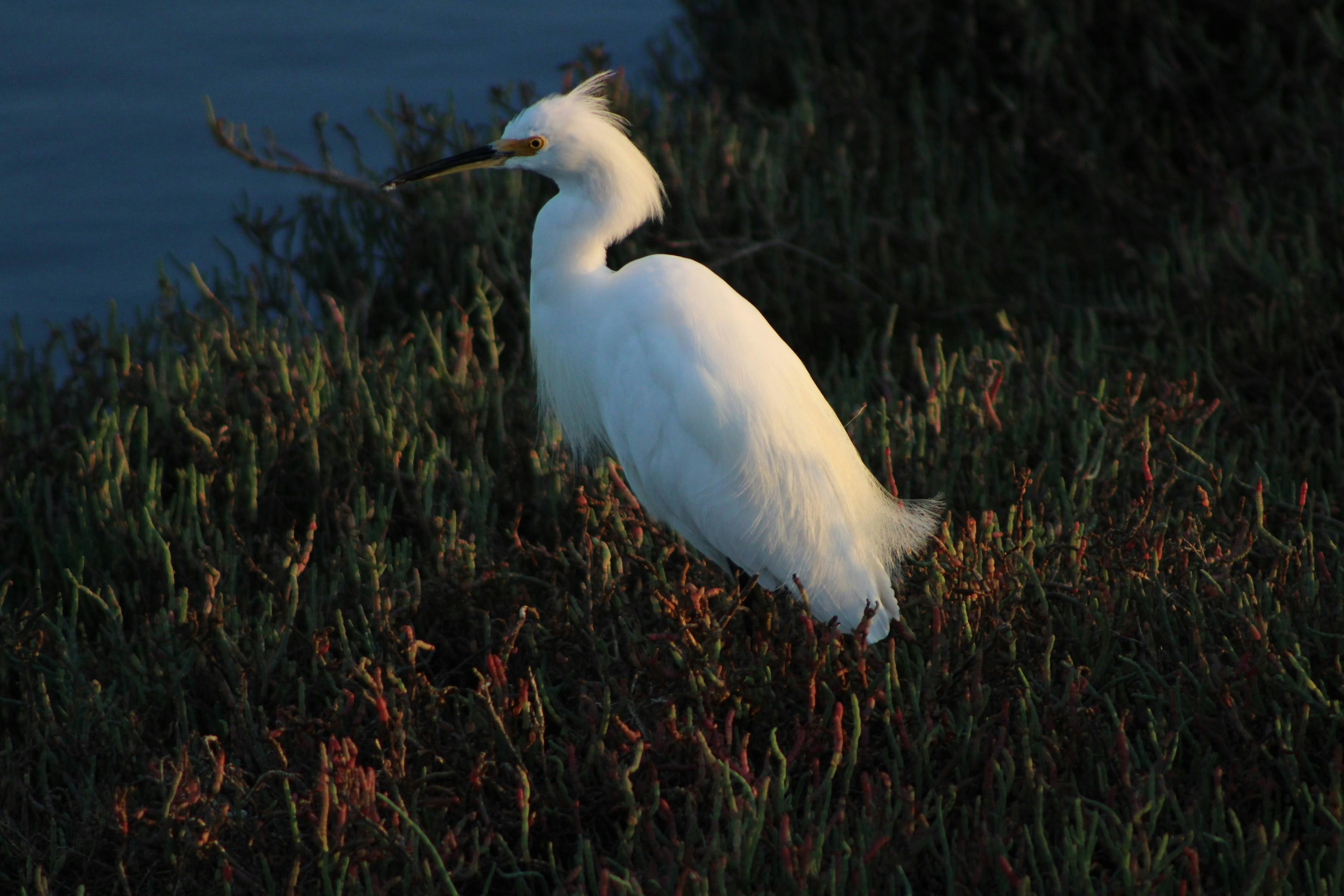 Perching Egret | A white egret stands in marshy vegetation near water.