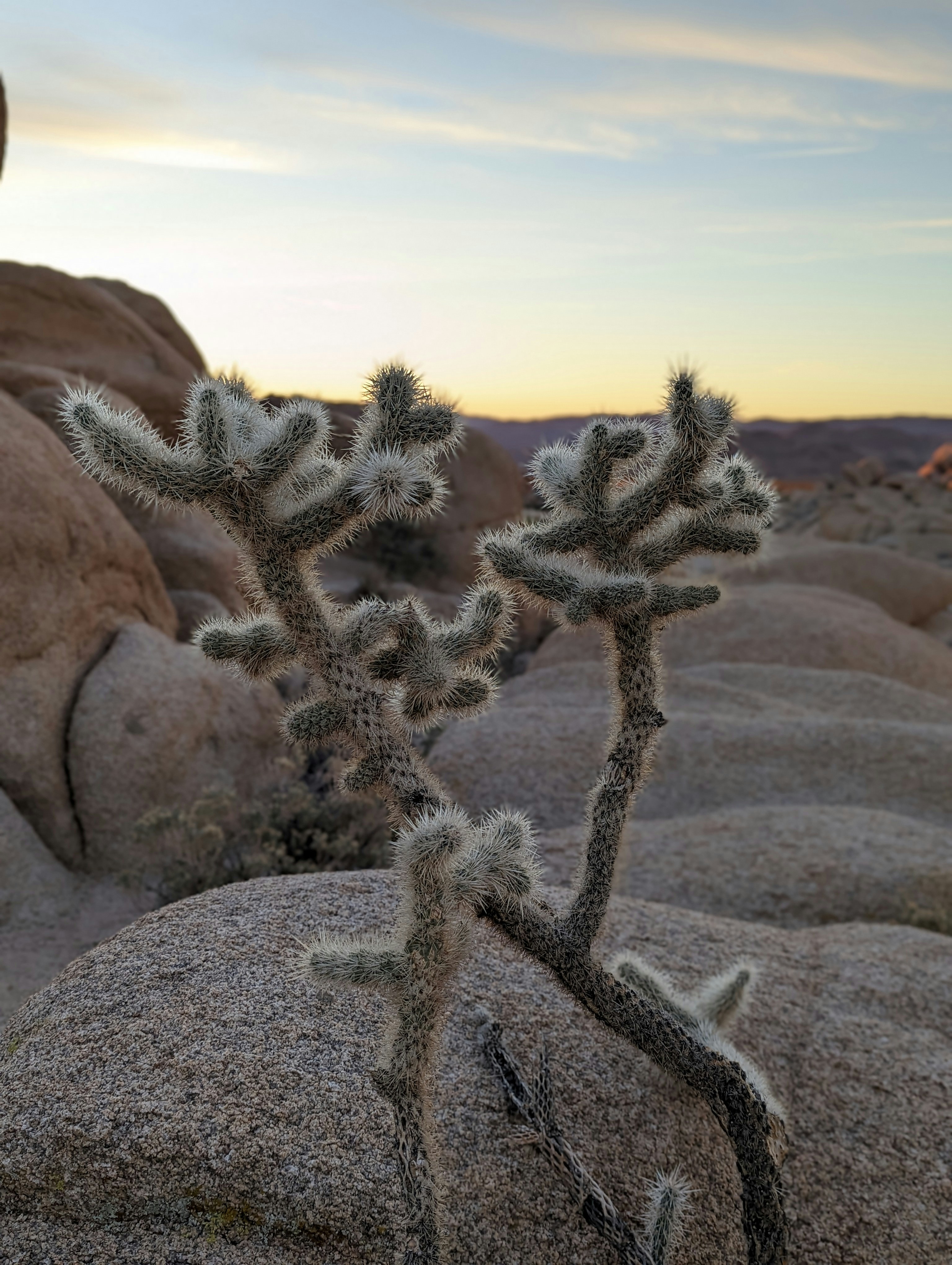 A cactus at Joshua Tree | Cholla cactus in a rocky desert landscape at dusk